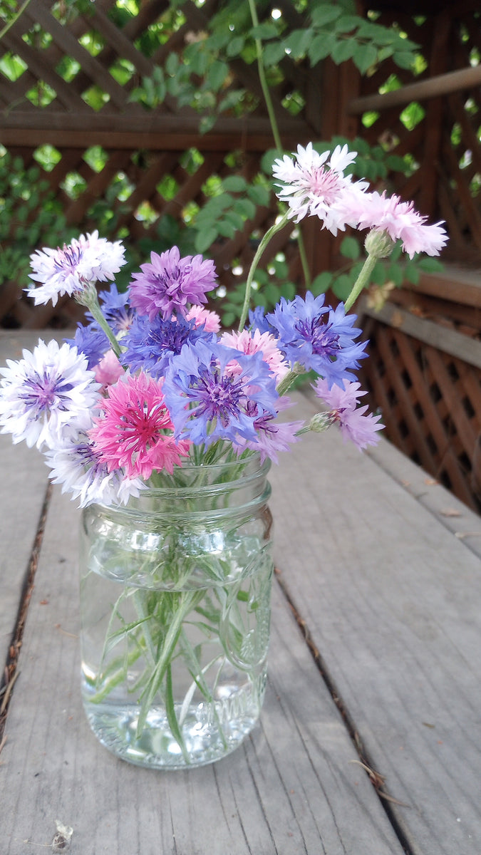 cornflower bouquet