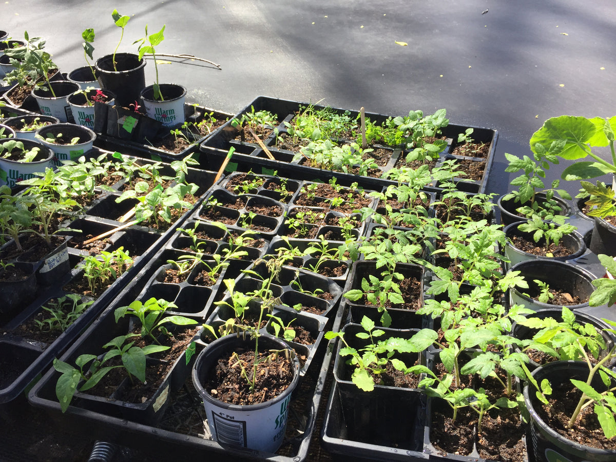 The SRSC Guide To Indoor Seeding – Snake River Seed Cooperative