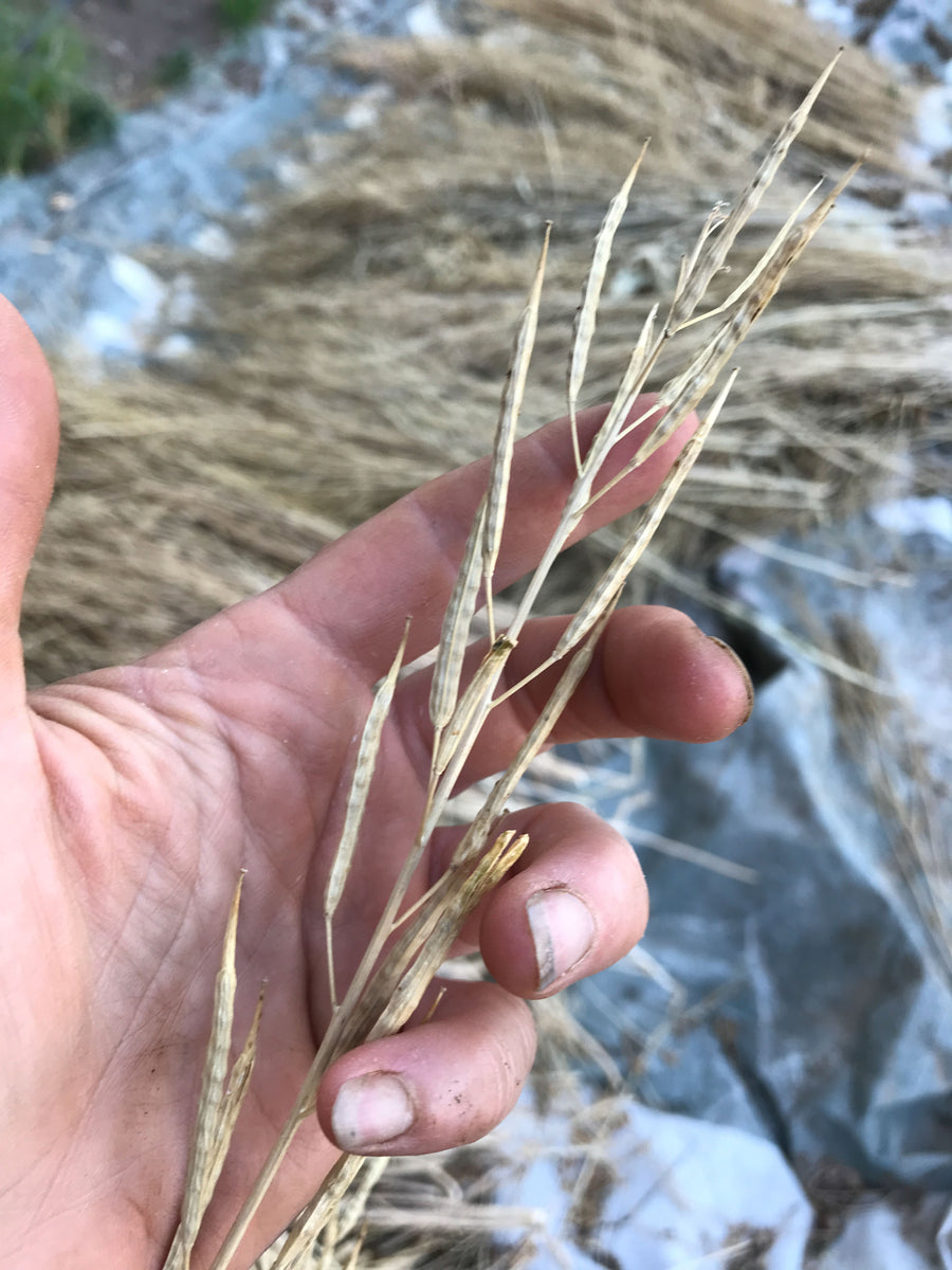 10 Reasons to be a Seed Freak – Snake River Seed Cooperative