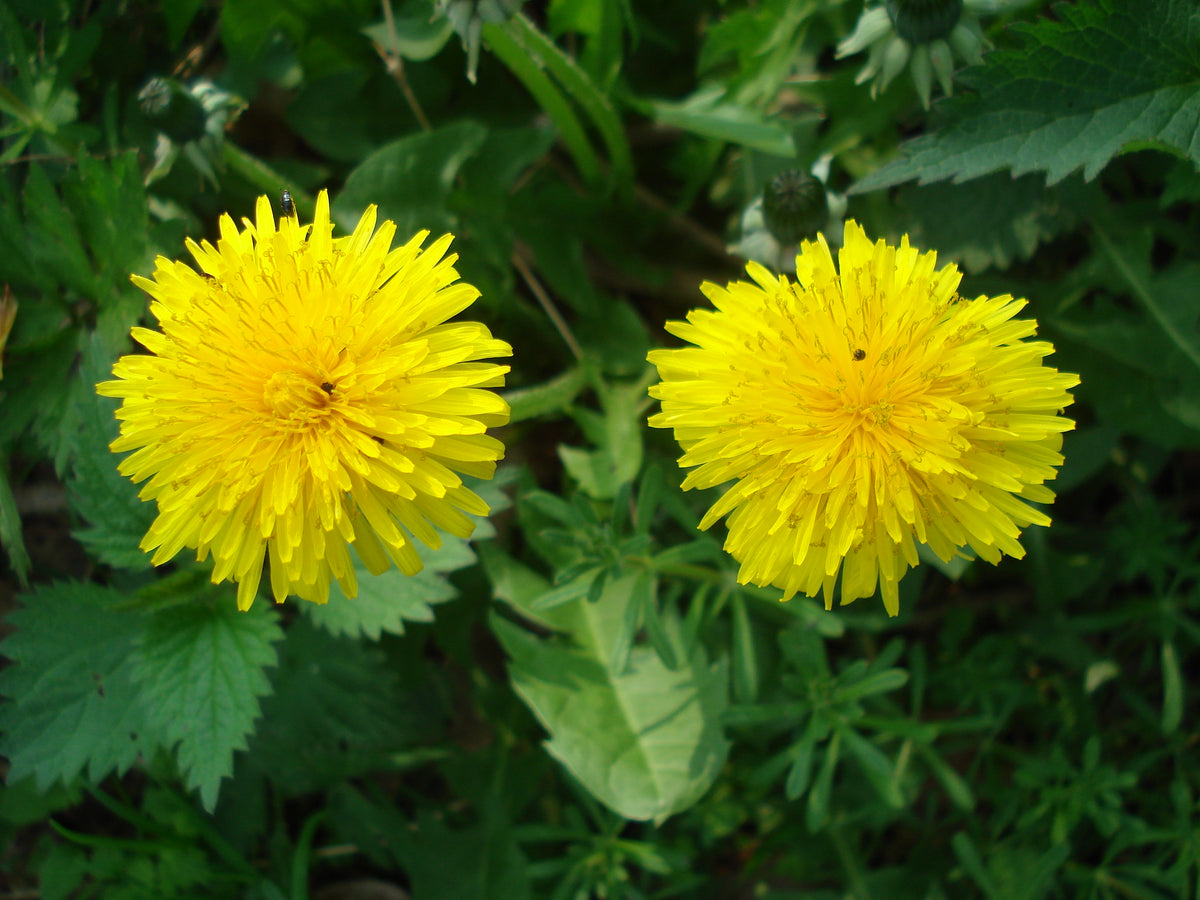 DIY "FERTILIZER TEA" – Snake River Seed Cooperative