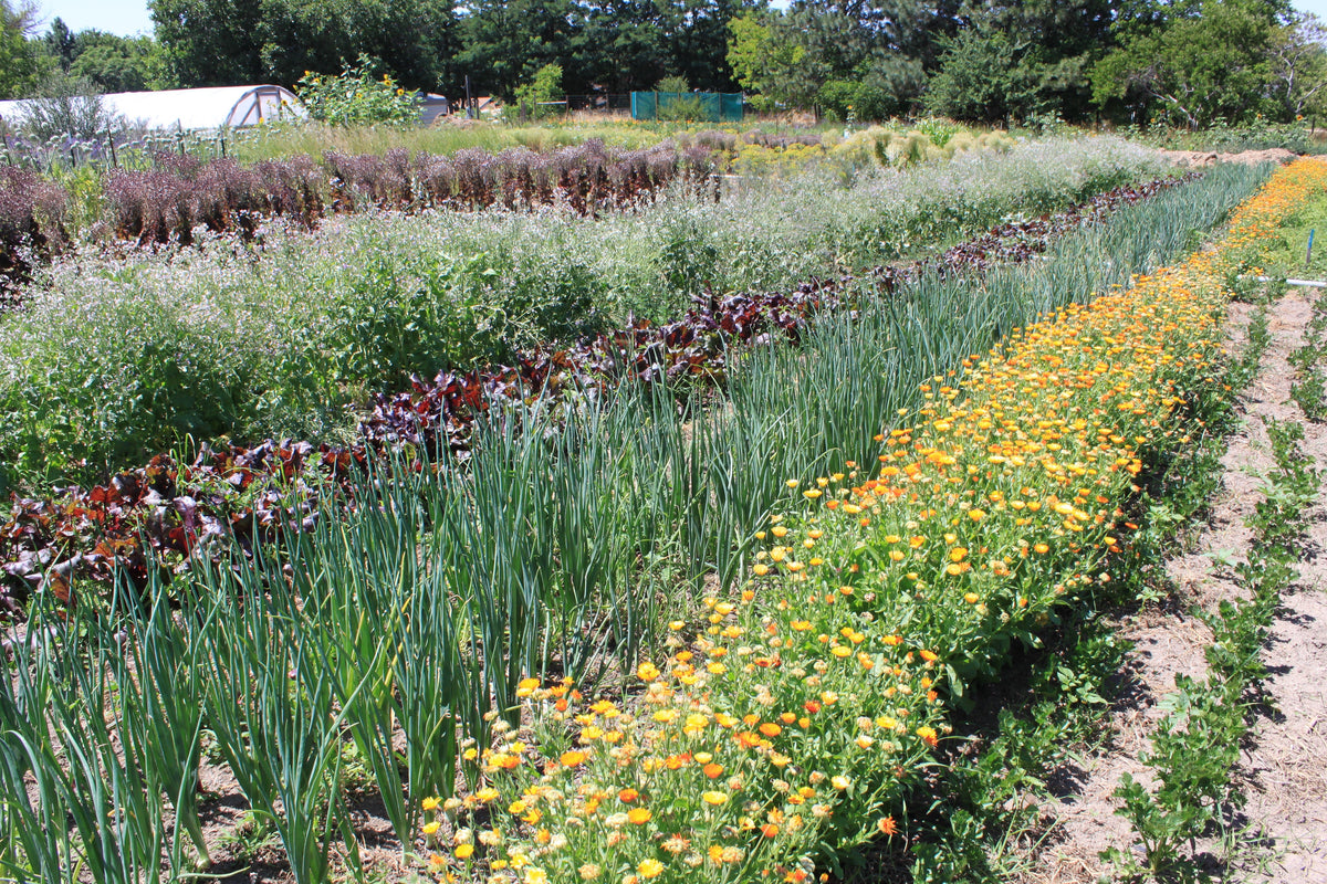Spotlight: Earthly Delights Farm – Snake River Seed Cooperative