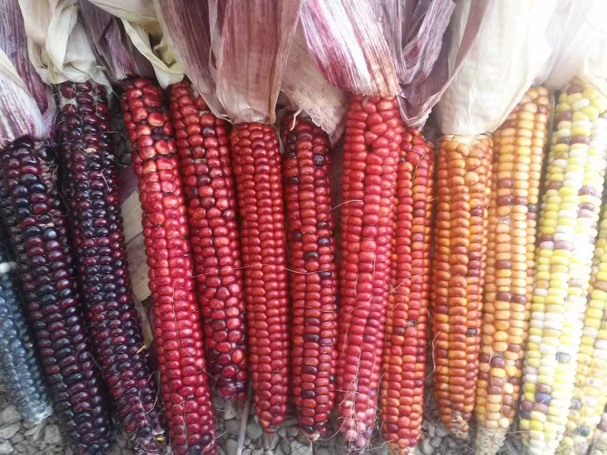 Corn – Snake River Seed Cooperative