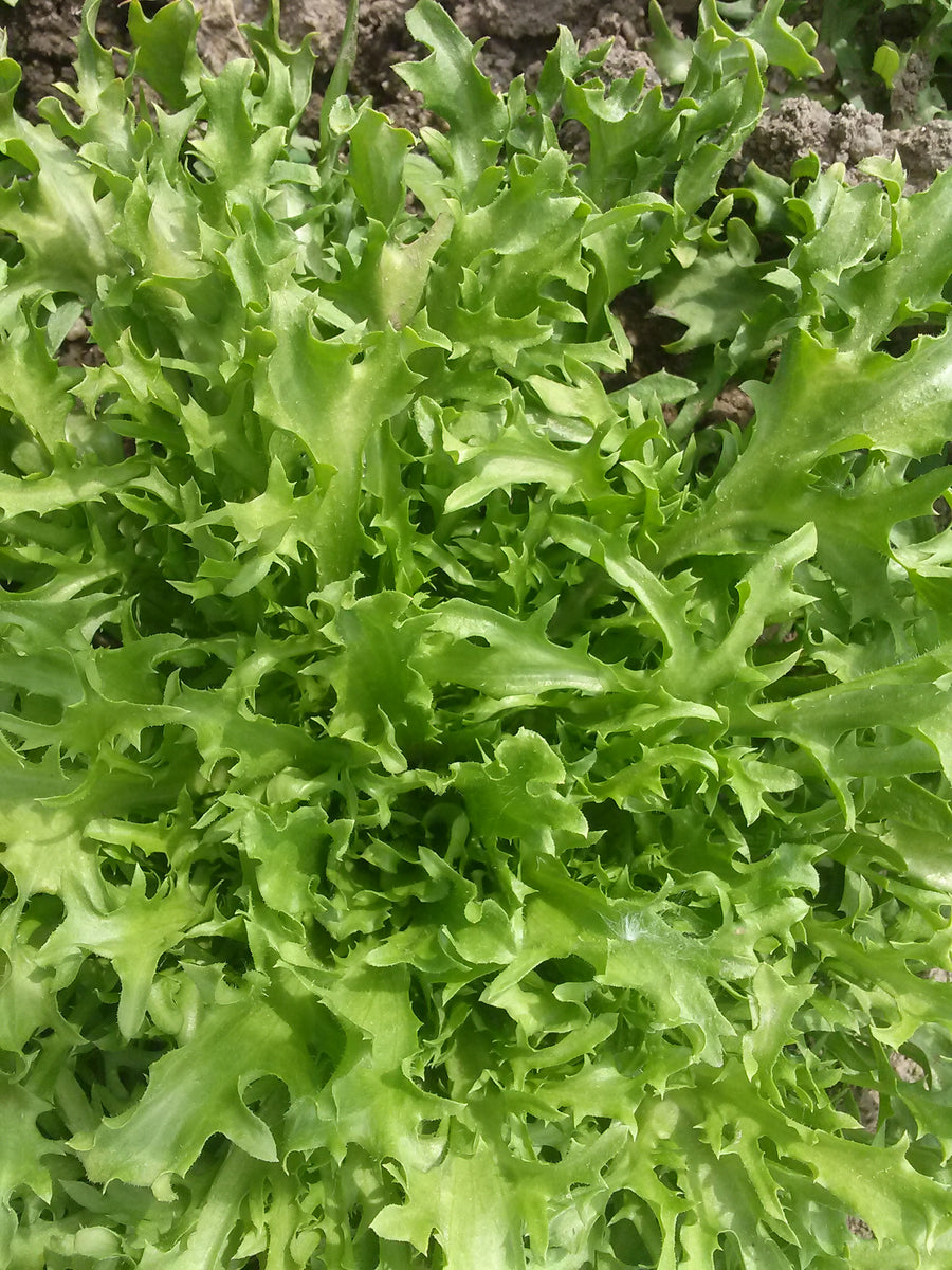 Frisee – Snake River Seed Cooperative