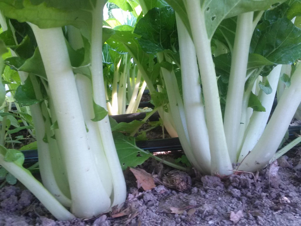 Pac Choi – Snake River Seed Cooperative