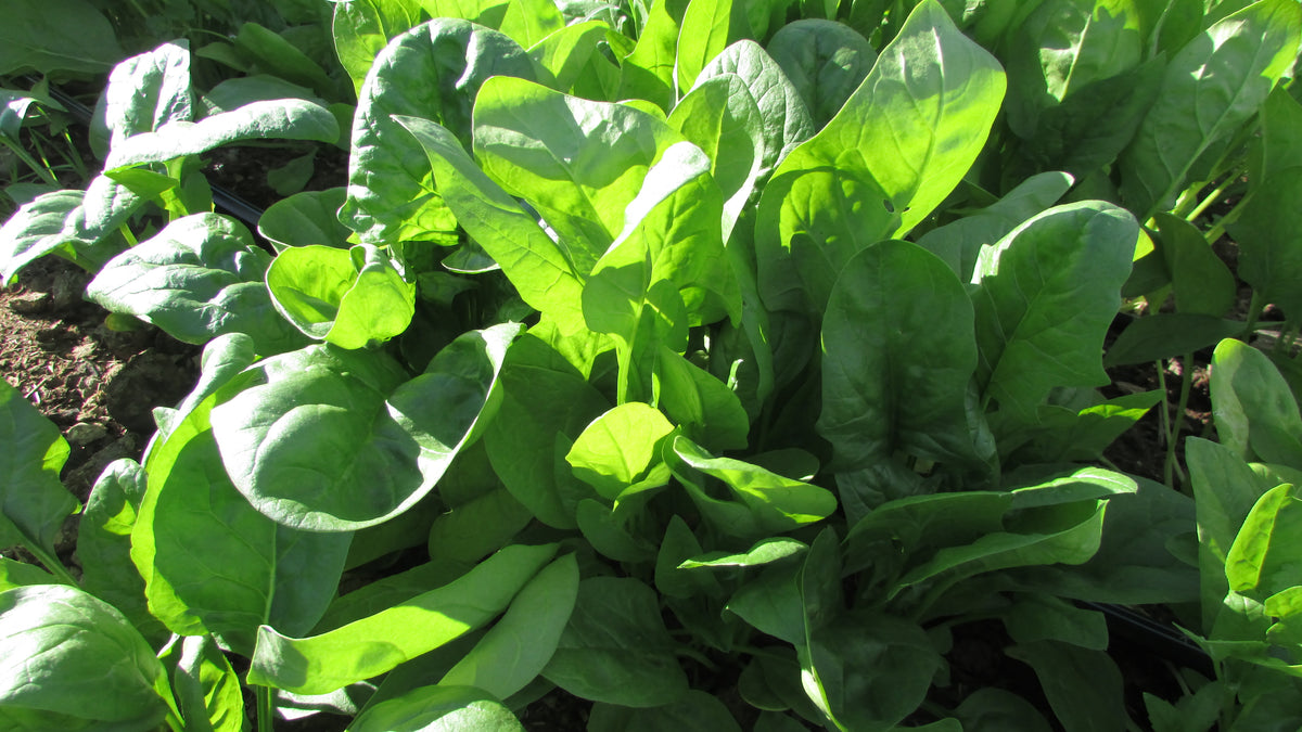 Spinach – Snake River Seed Cooperative