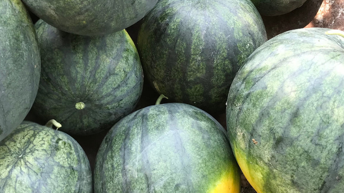 Watermelon – Snake River Seed Cooperative