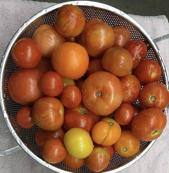 Tomatoes – Snake River Seed Cooperative