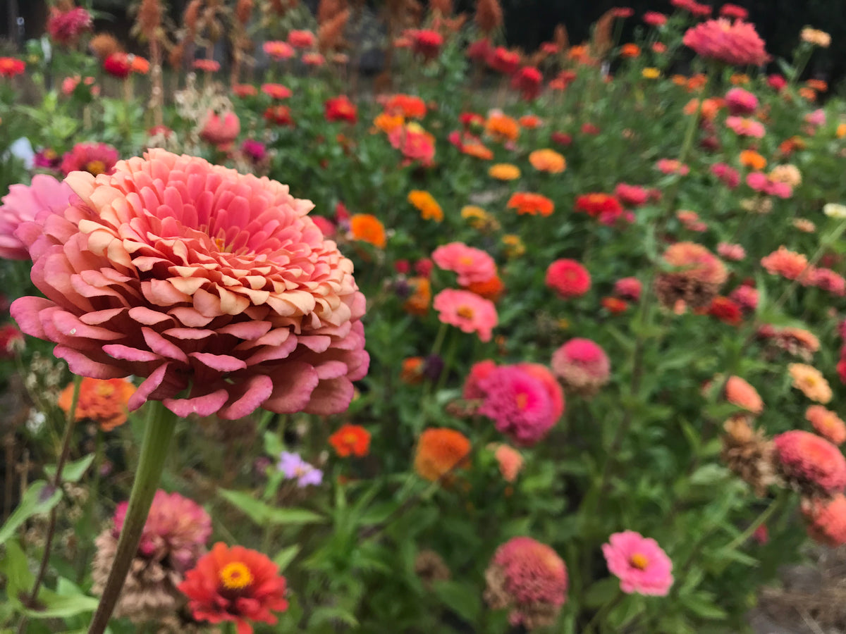 Zinnia, State Fair – Snake River Seed Cooperative