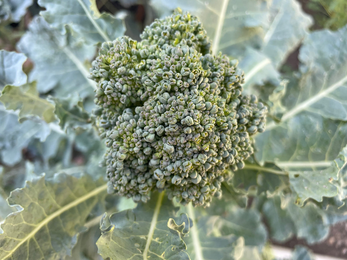 Broccoli, Early Green – Snake River Seed Cooperative