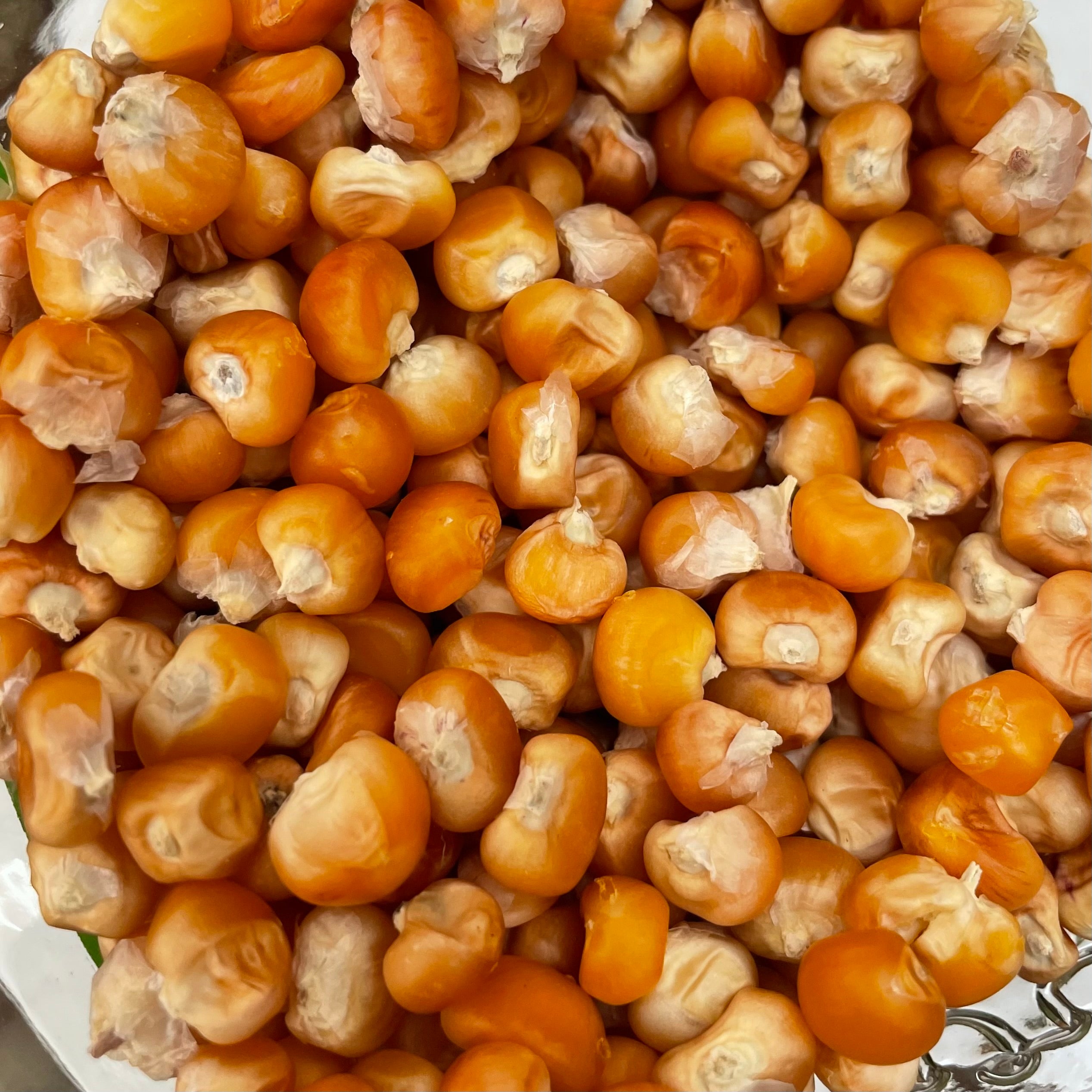 Corn, Otto File Flint – Snake River Seed Cooperative