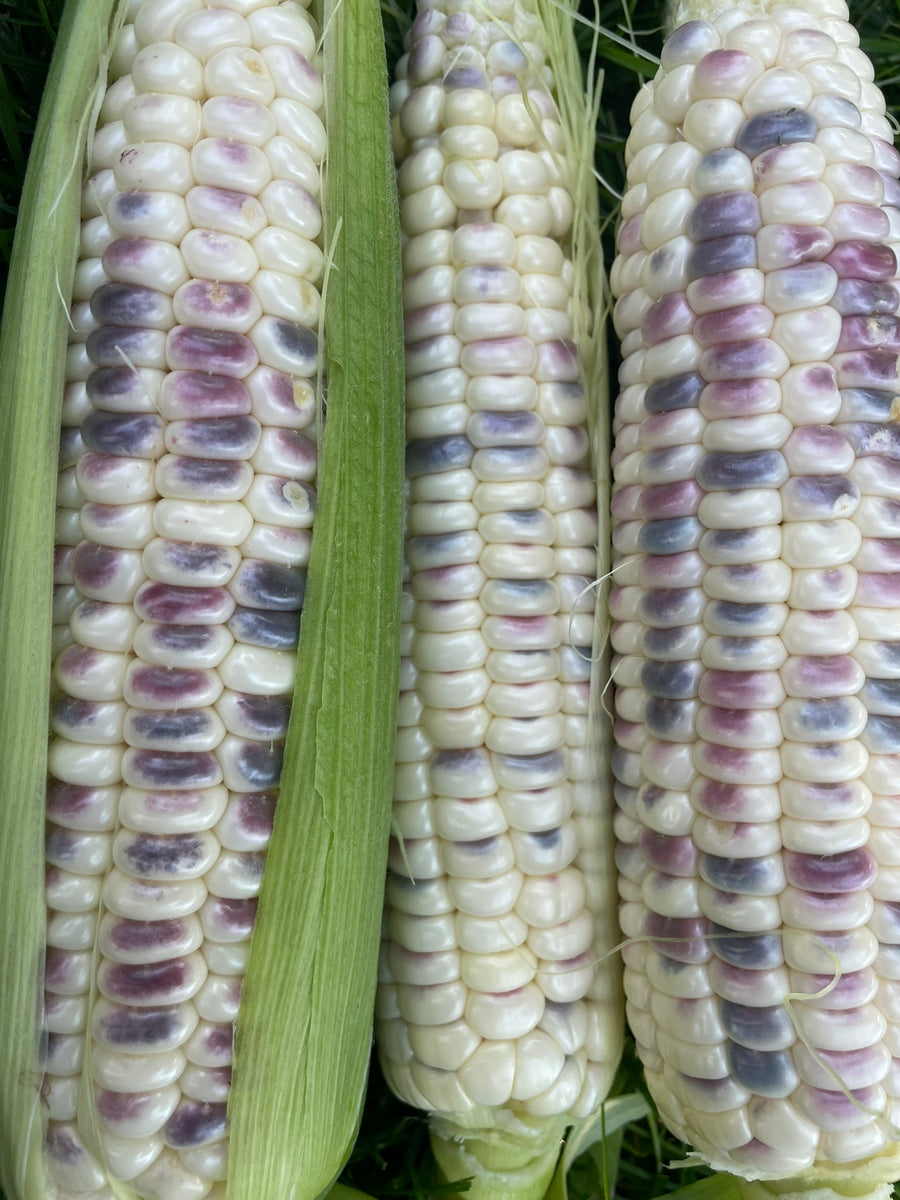 Corn, Hooker's Sweet – Snake River Seed Cooperative