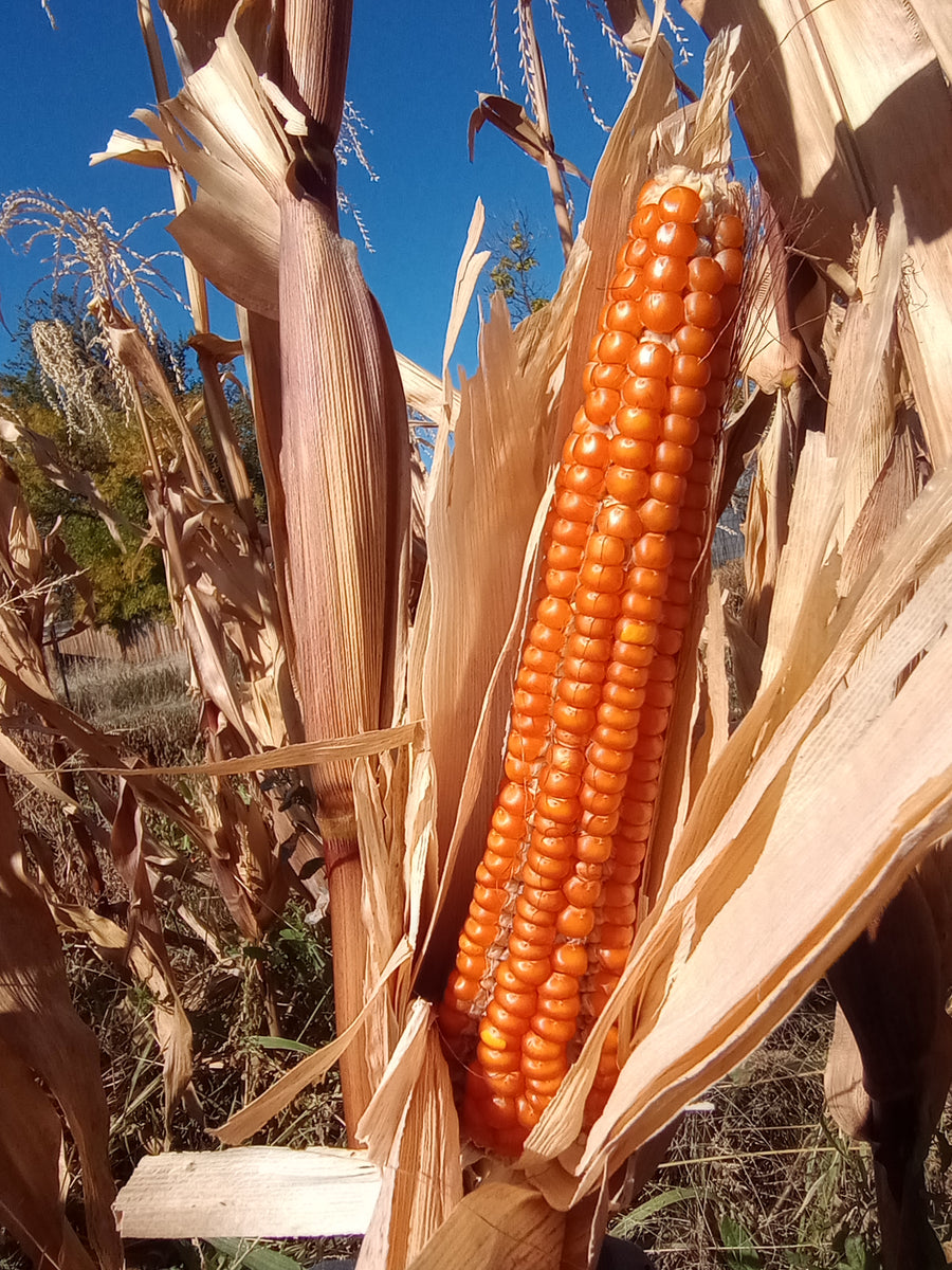 Corn, Otto File Flint – Snake River Seed Cooperative
