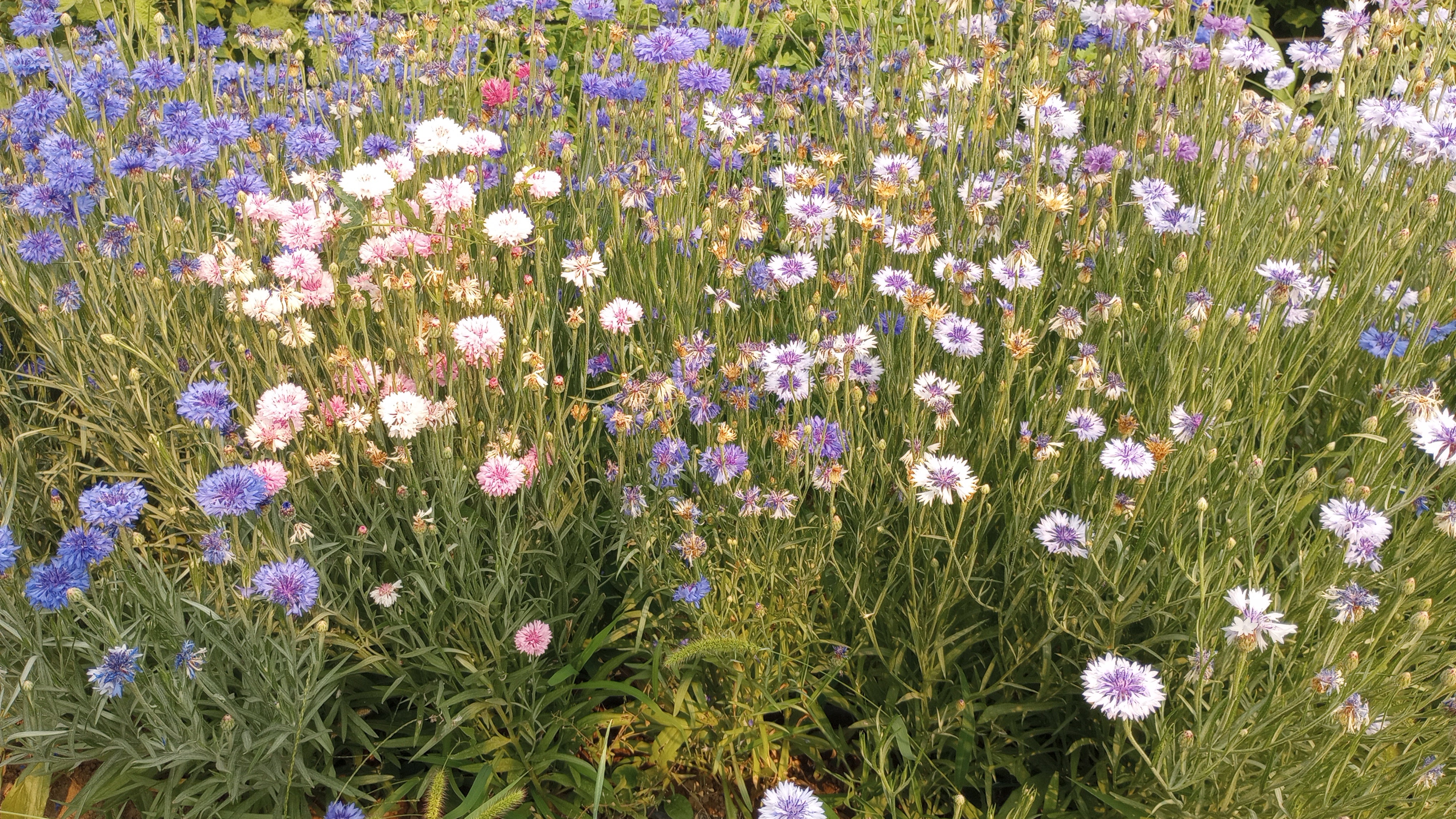 Cornflower, Polka Dot – Snake River Seed Cooperative
