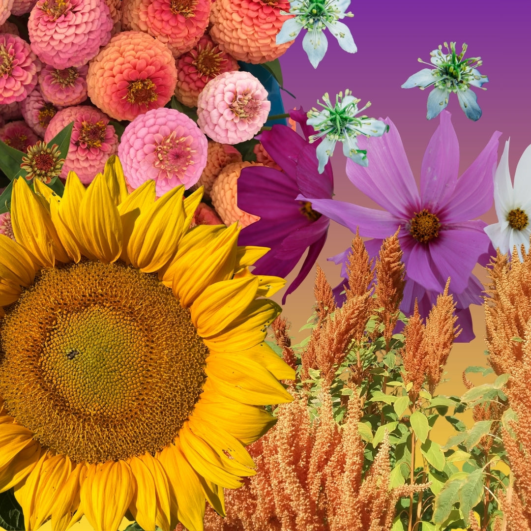 Flower Mix, Cut Flower Garden – Snake River Seed Cooperative