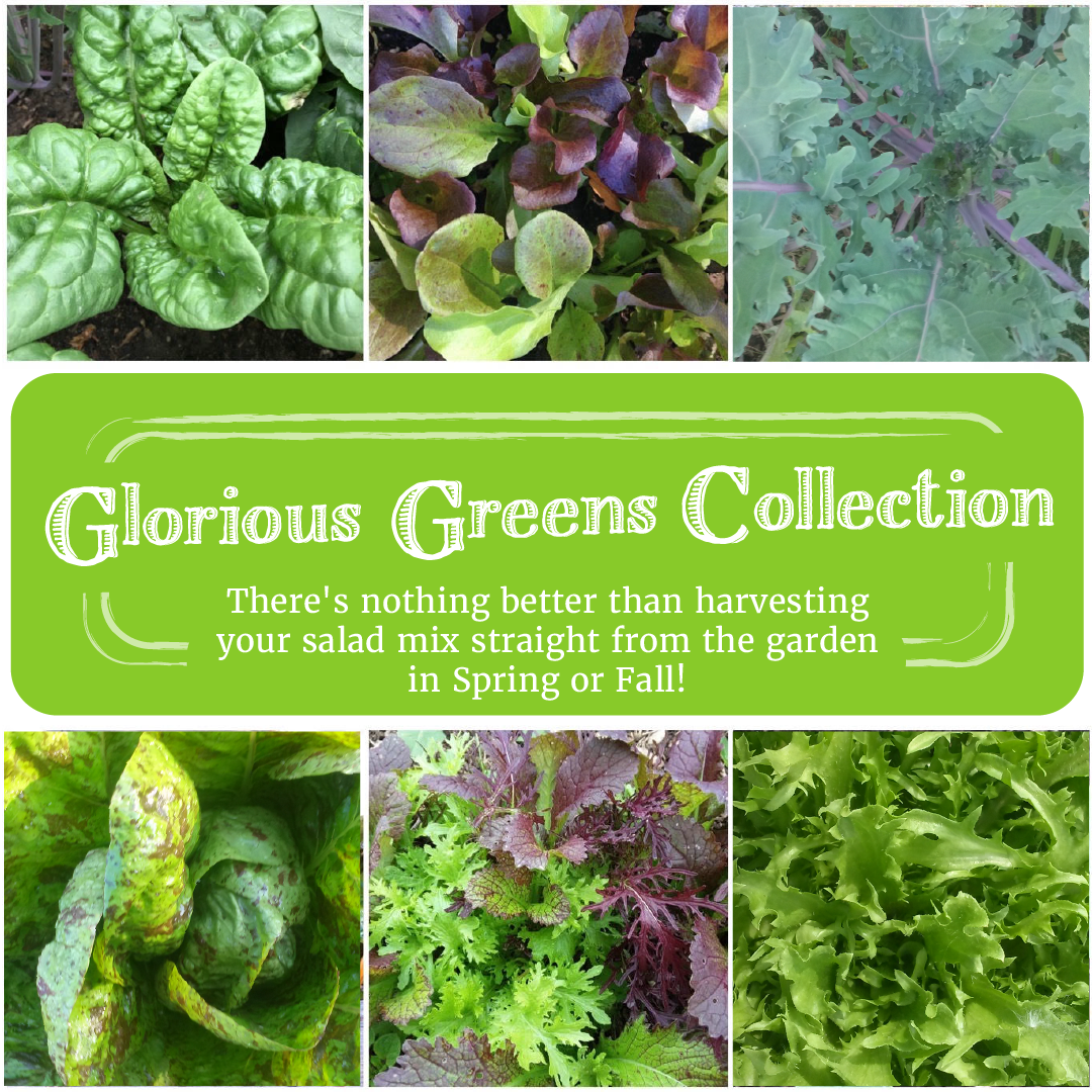 Glorious Greens Seed Collection – Snake River Seed Cooperative