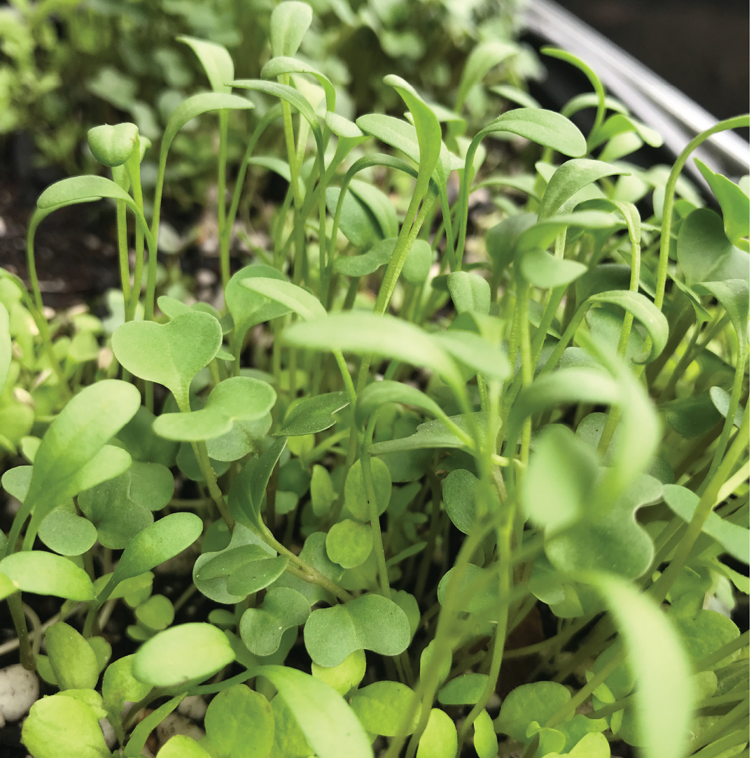 Microgreens Good Day Blend – Snake River Seed Cooperative