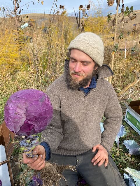 Cabbage, Red Rock Mammoth – Snake River Seed Cooperative