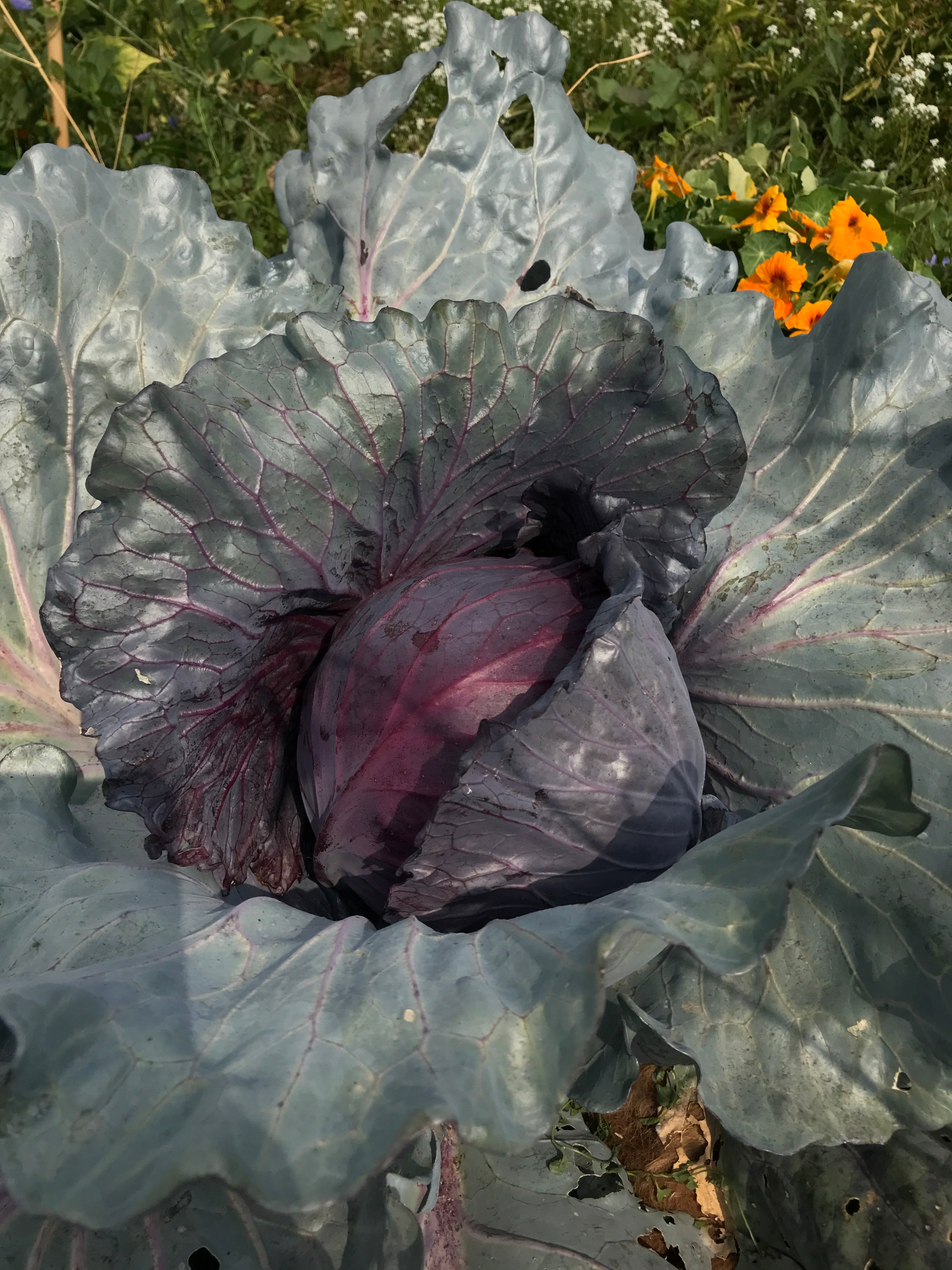 Cabbage, Red Rock Mammoth – Snake River Seed Cooperative