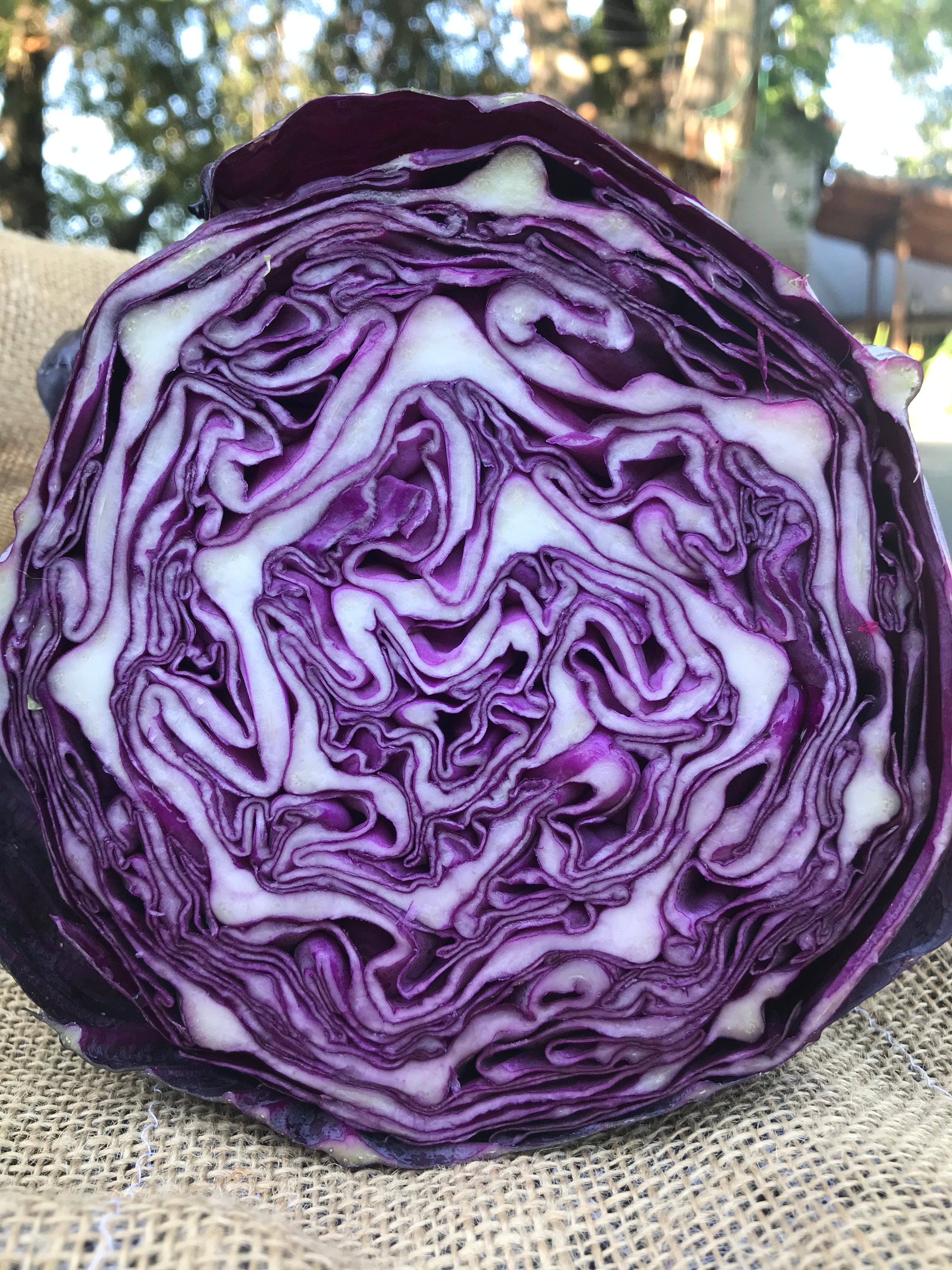 Cabbage, Red Rock Mammoth – Snake River Seed Cooperative