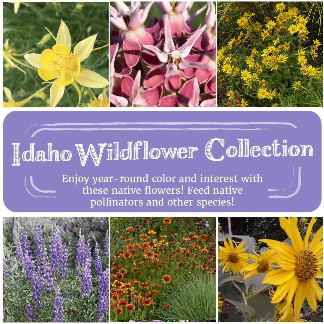 Idaho Wildflower Seed Collection – Snake River Seed Cooperative