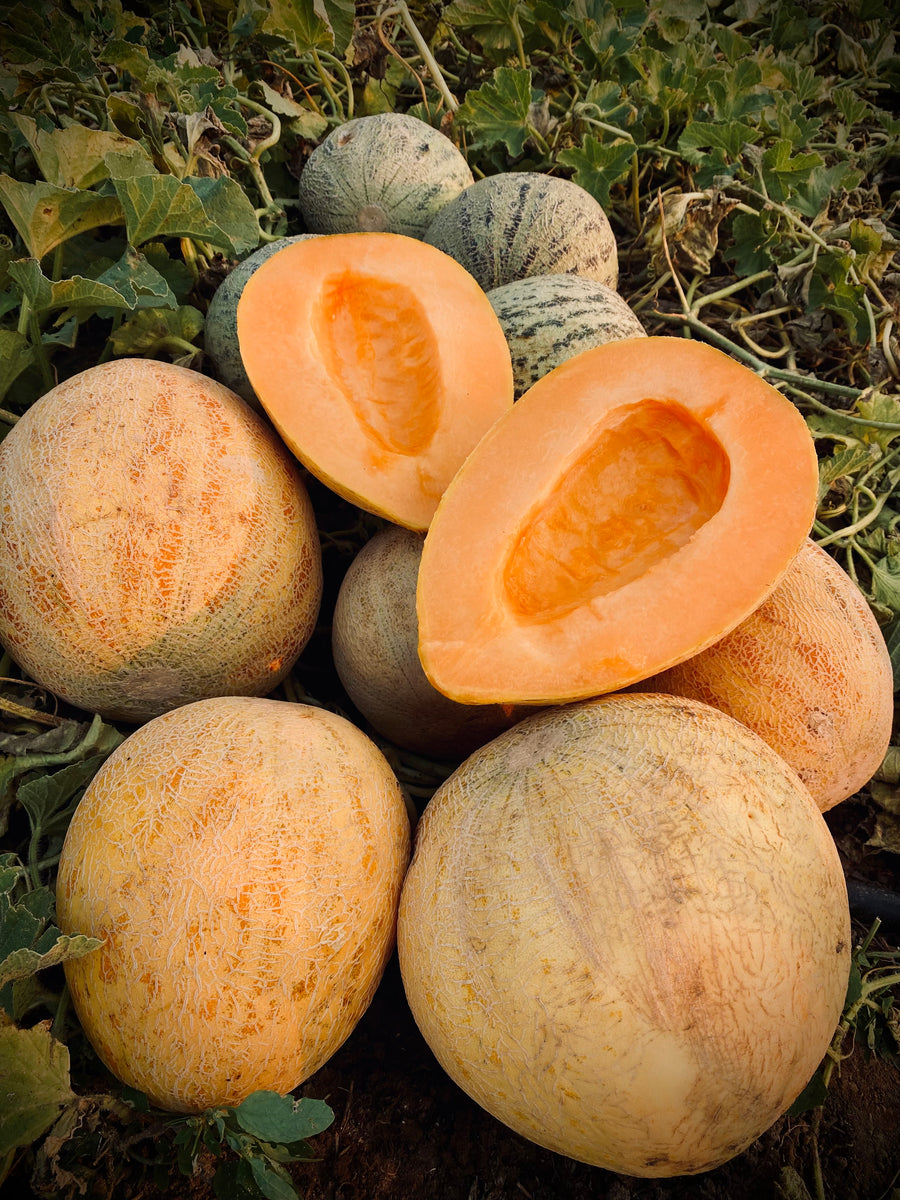 Melon, Crane – Snake River Seed Cooperative