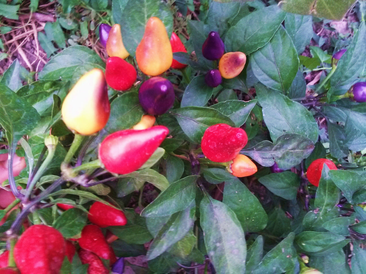 Pepper, Aurora – Snake River Seed Cooperative