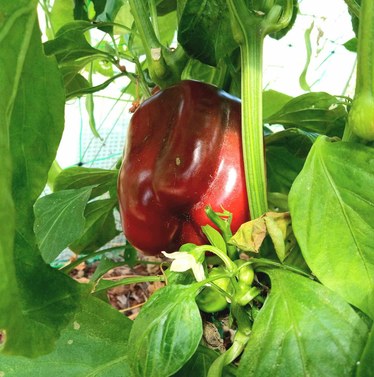 Pepper, California Red Wonder Bell – Snake River Seed Cooperative
