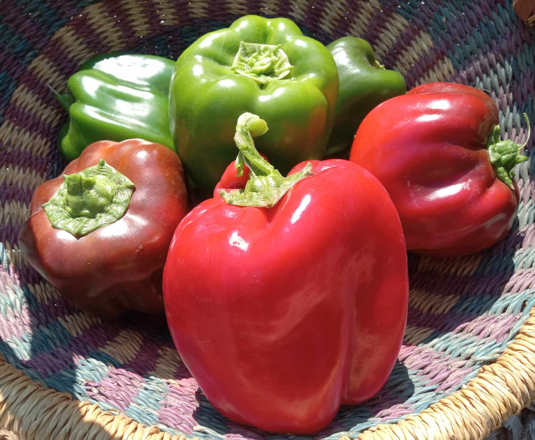 Pepper, California Red Wonder Bell – Snake River Seed Cooperative