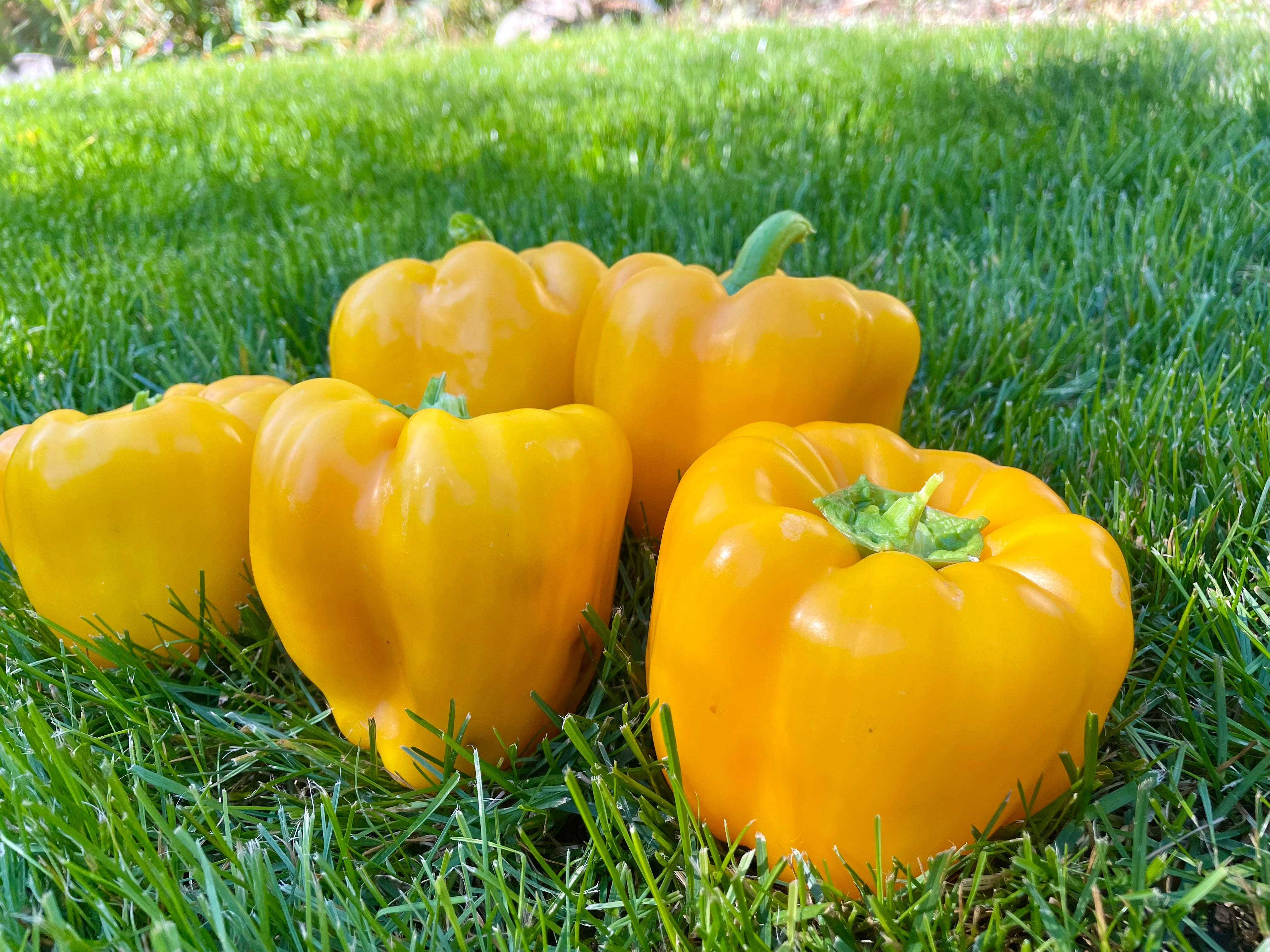 Pepper, California Golden Wonder Bell – Snake River Seed Cooperative