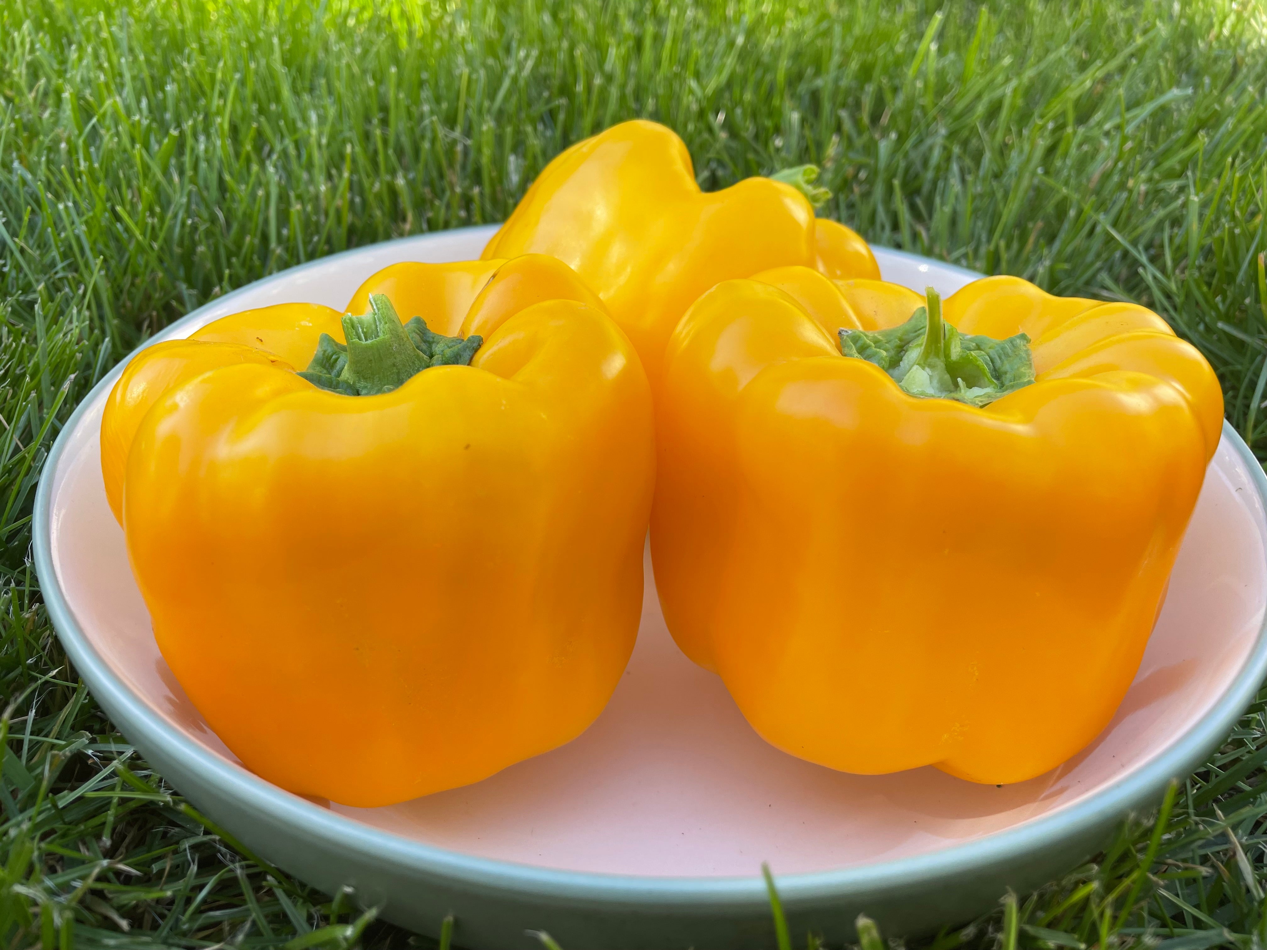 Pepper, California Golden Wonder Bell – Snake River Seed Cooperative
