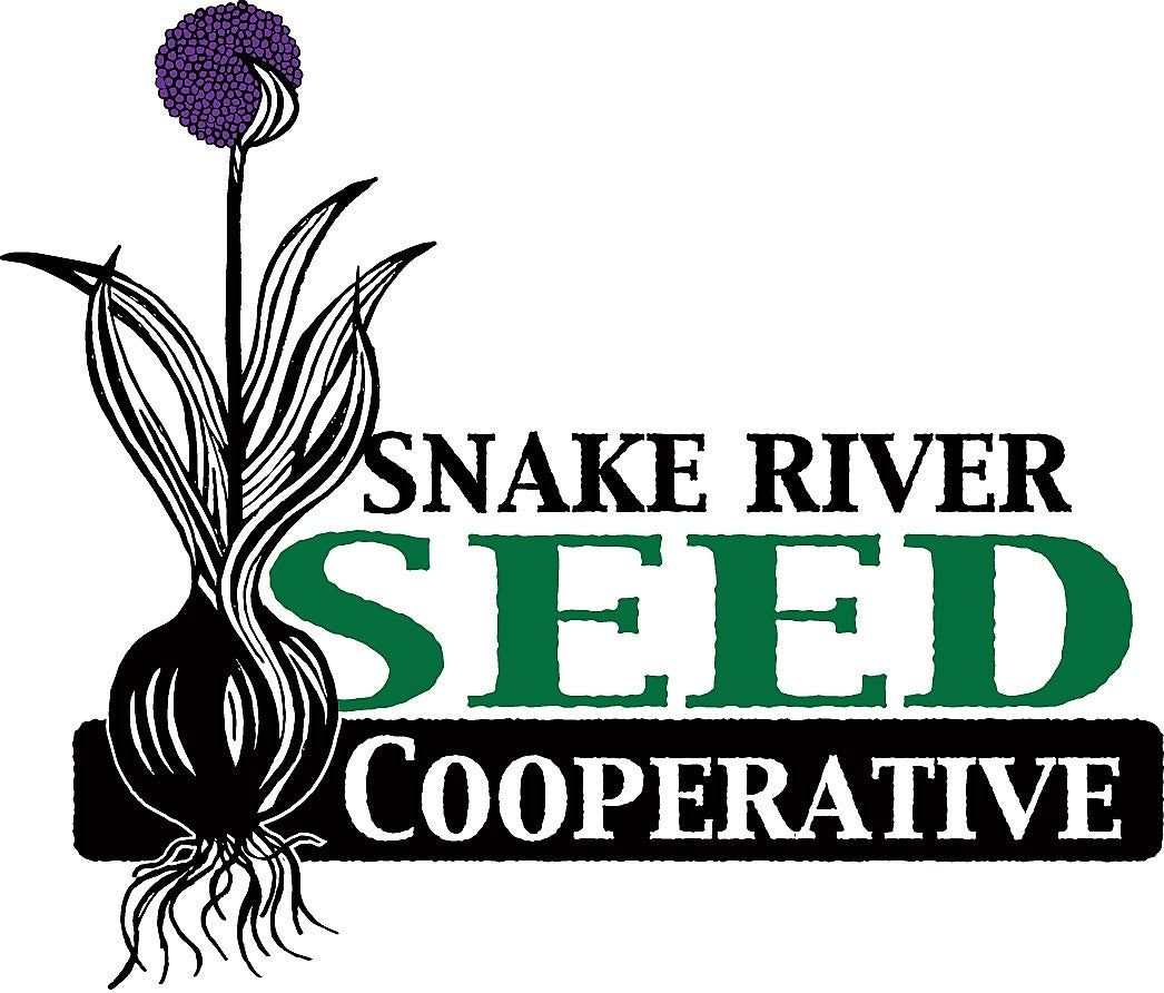 Cabbage, Early Jersey Wakefield – Snake River Seed Cooperative