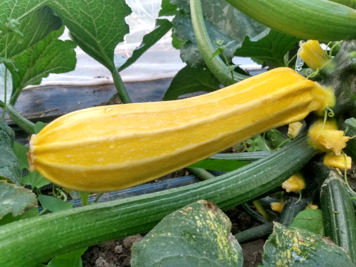 Zucchini, Goldini II – Snake River Seed Cooperative