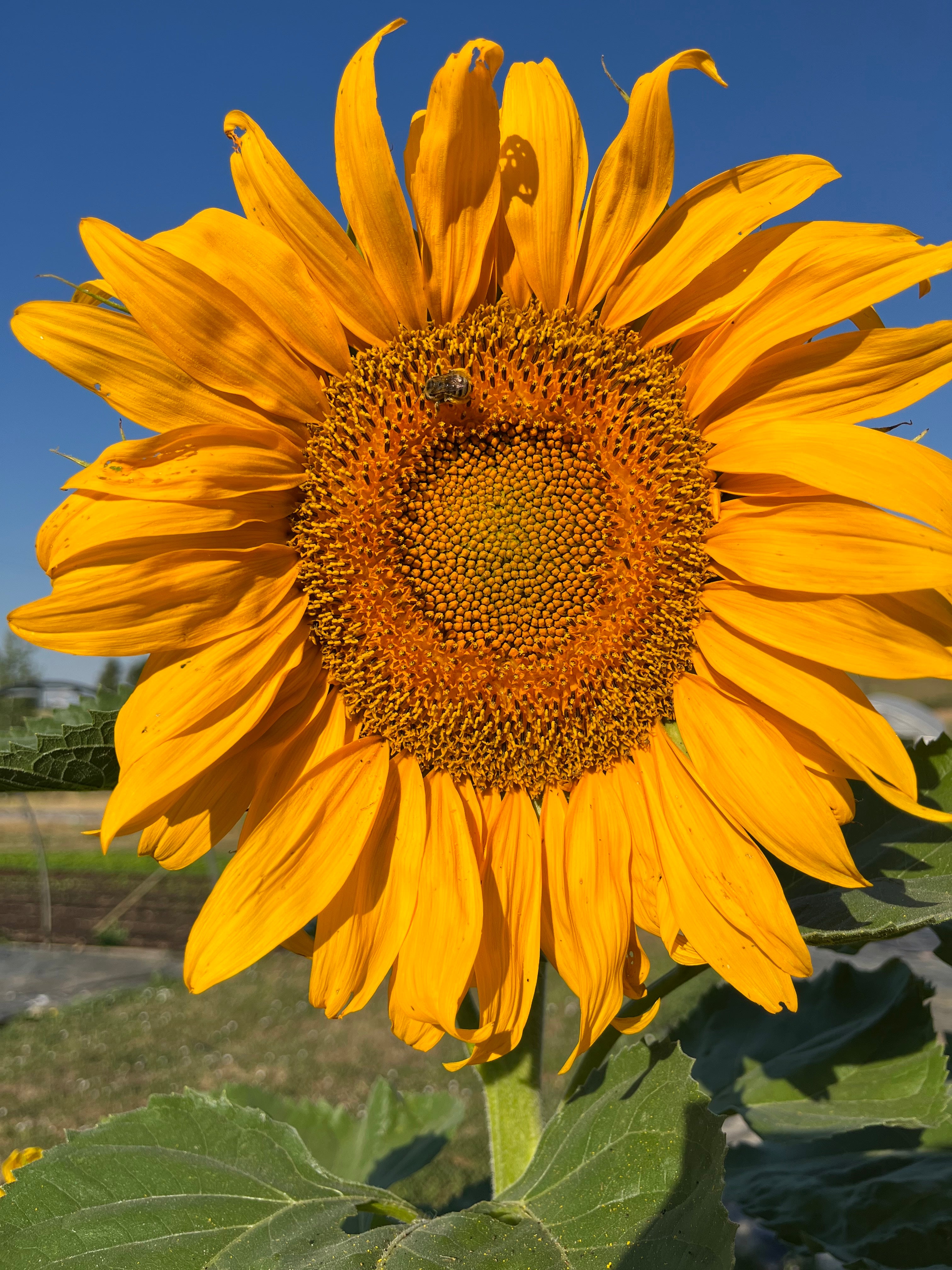 Sunflower, Standfast – Snake River Seed Cooperative