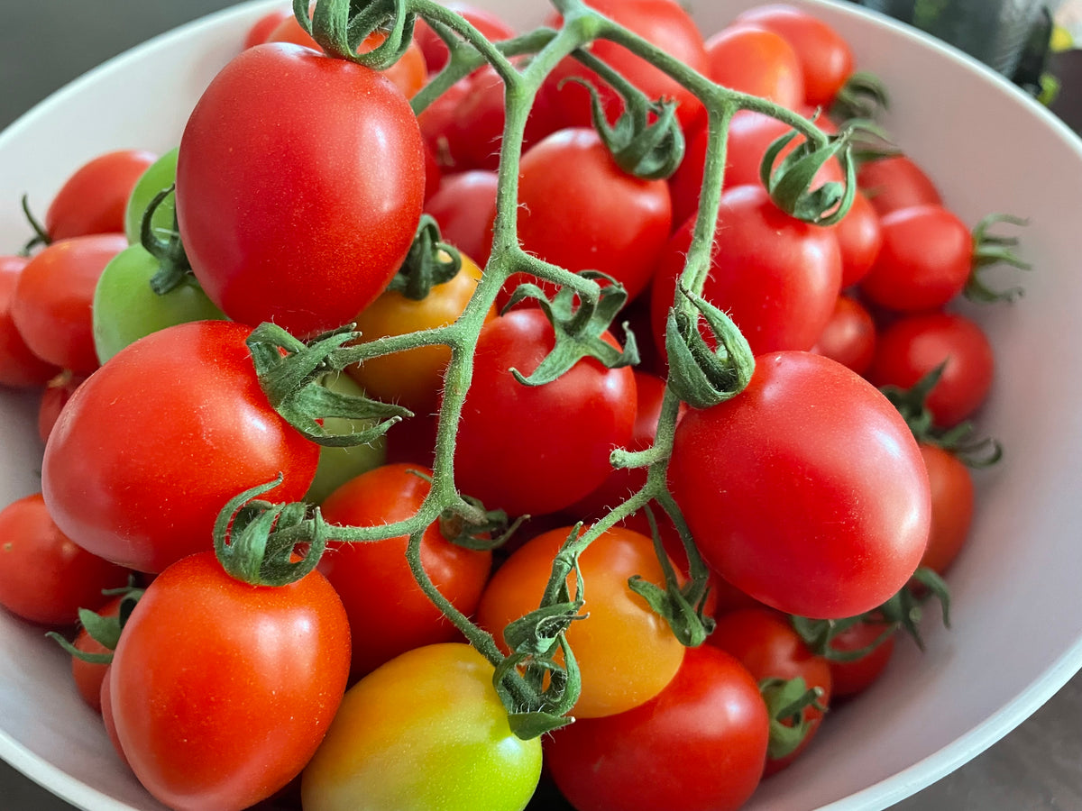 Tomato, Principe Borghese – Snake River Seed Cooperative