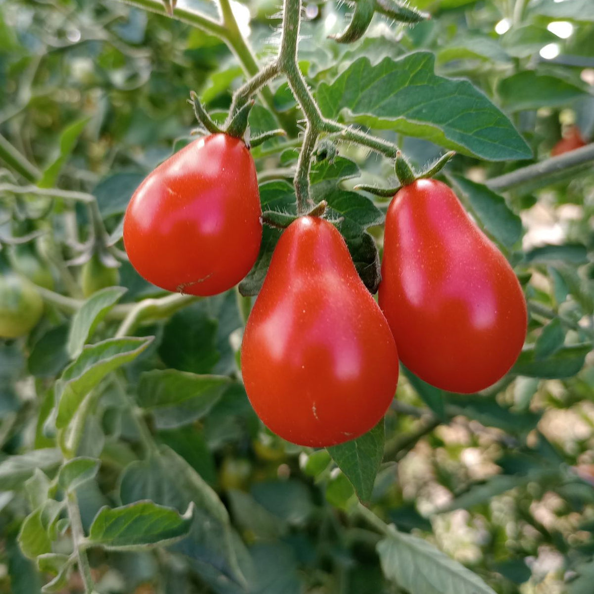 Tomato, Red Pear – Snake River Seed Cooperative
