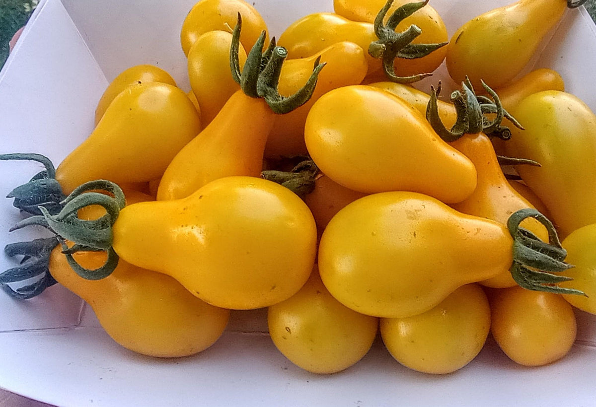 Tomato, Yellow Pear – Snake River Seed Cooperative