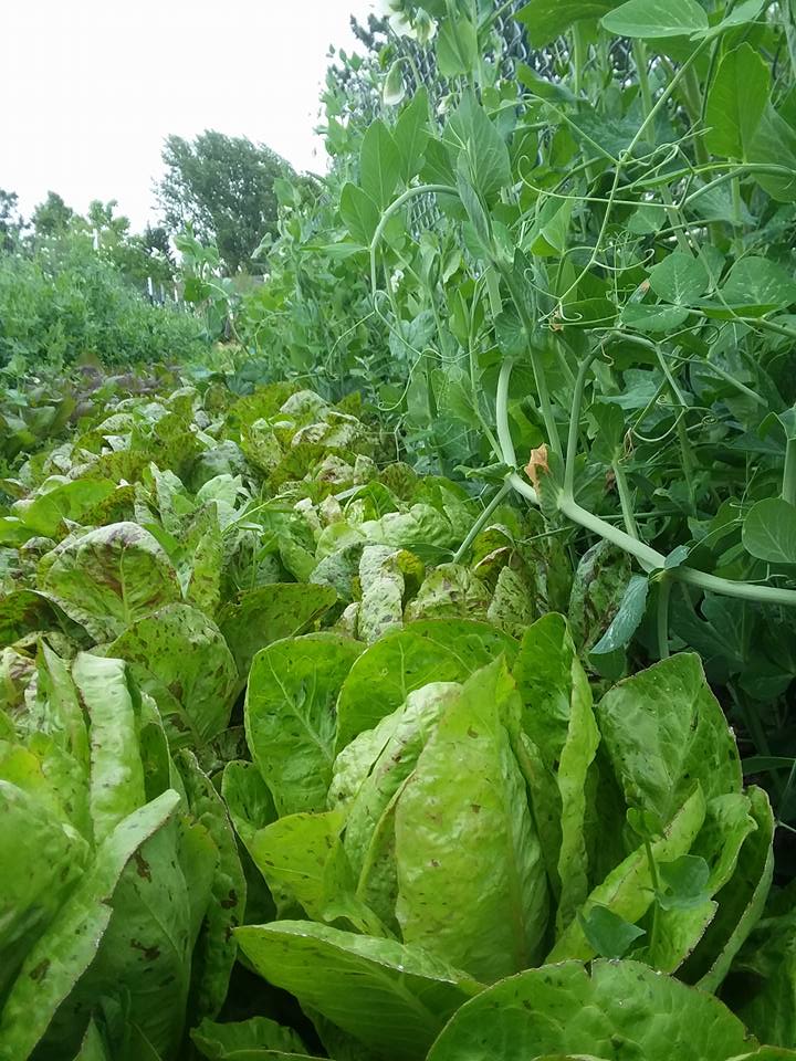 The Whole Shebang! Seed Collection – Snake River Seed Cooperative