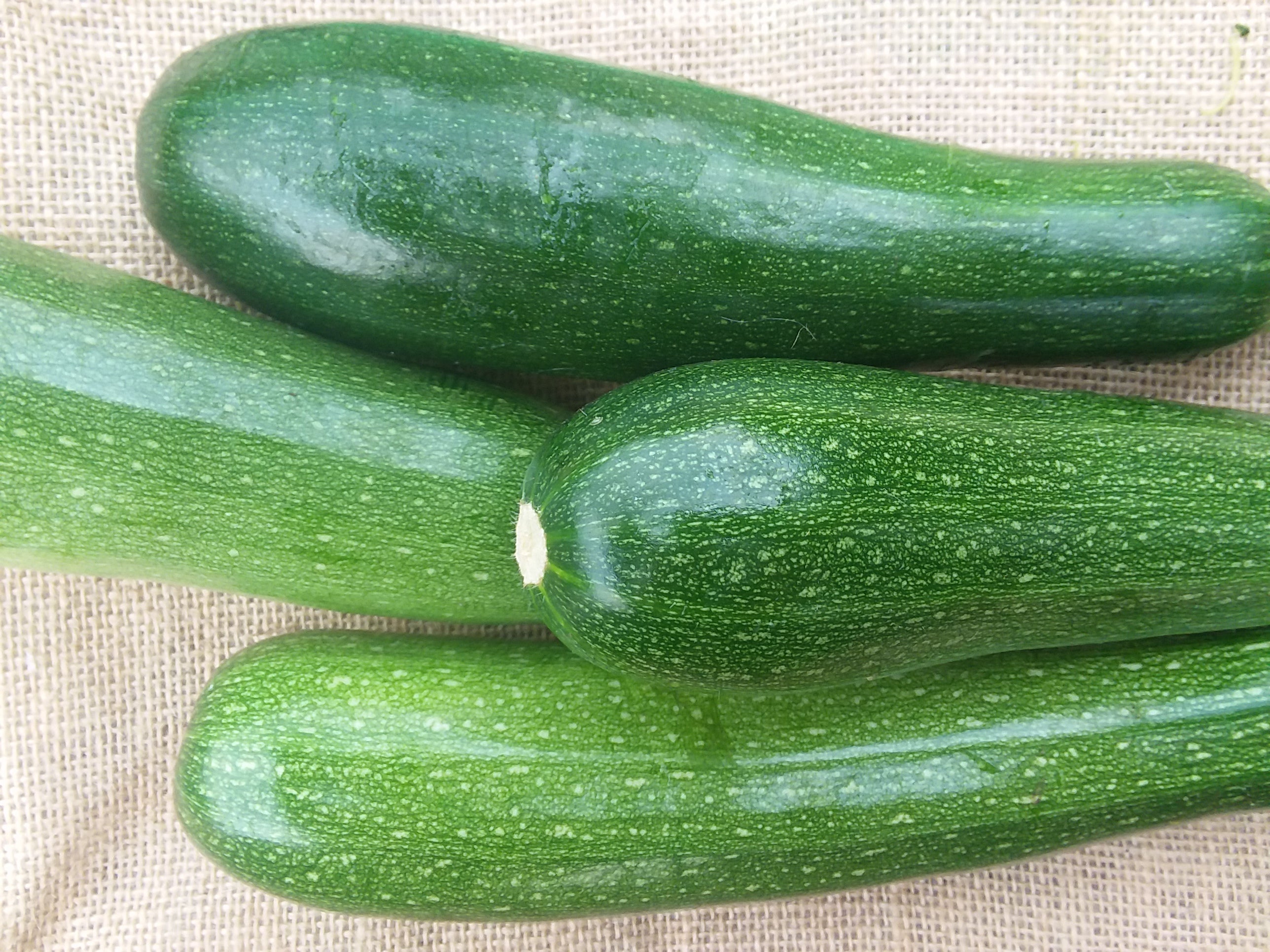Zucchini, Dark Star – Snake River Seed Cooperative