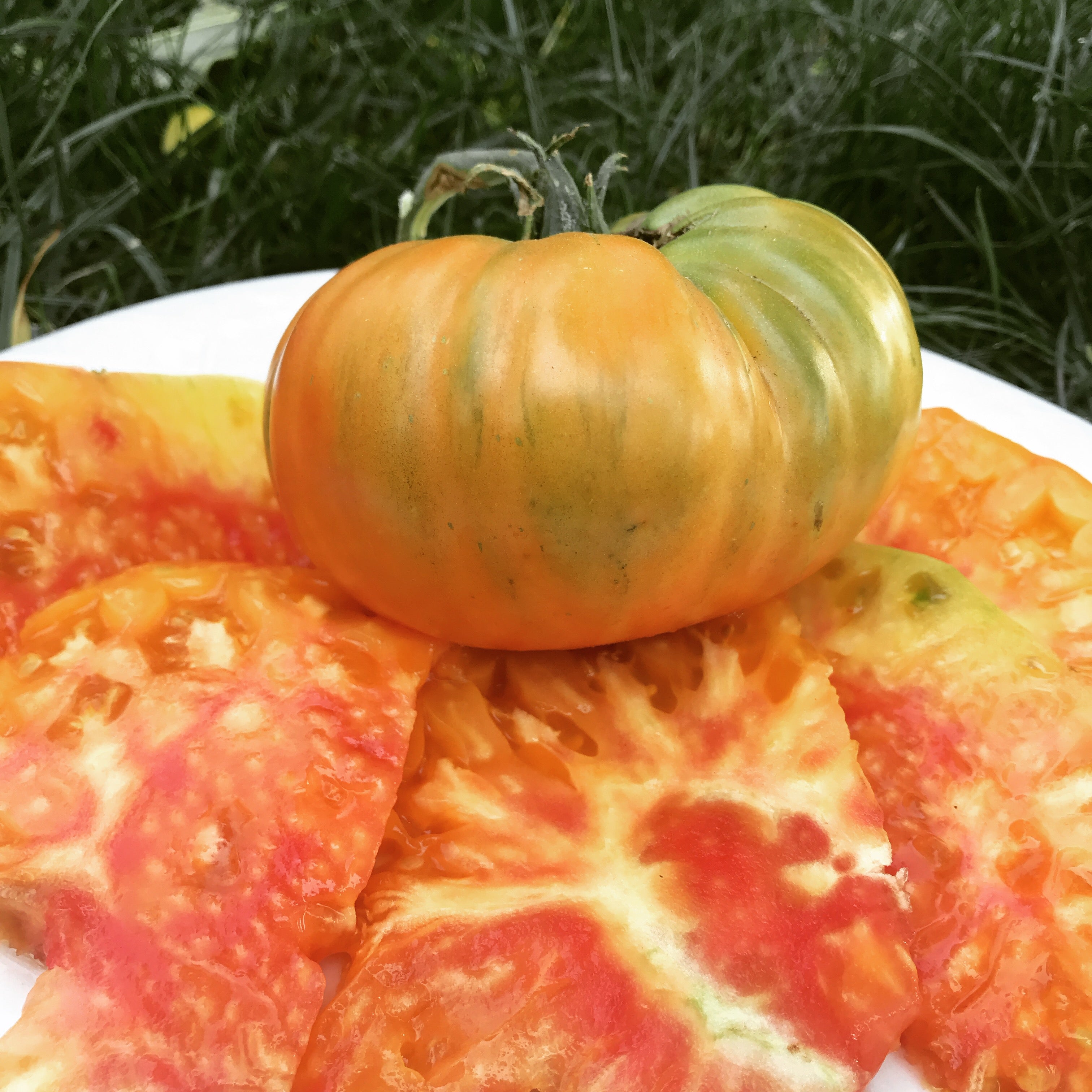 Tomato, Hillbilly – Snake River Seed Cooperative