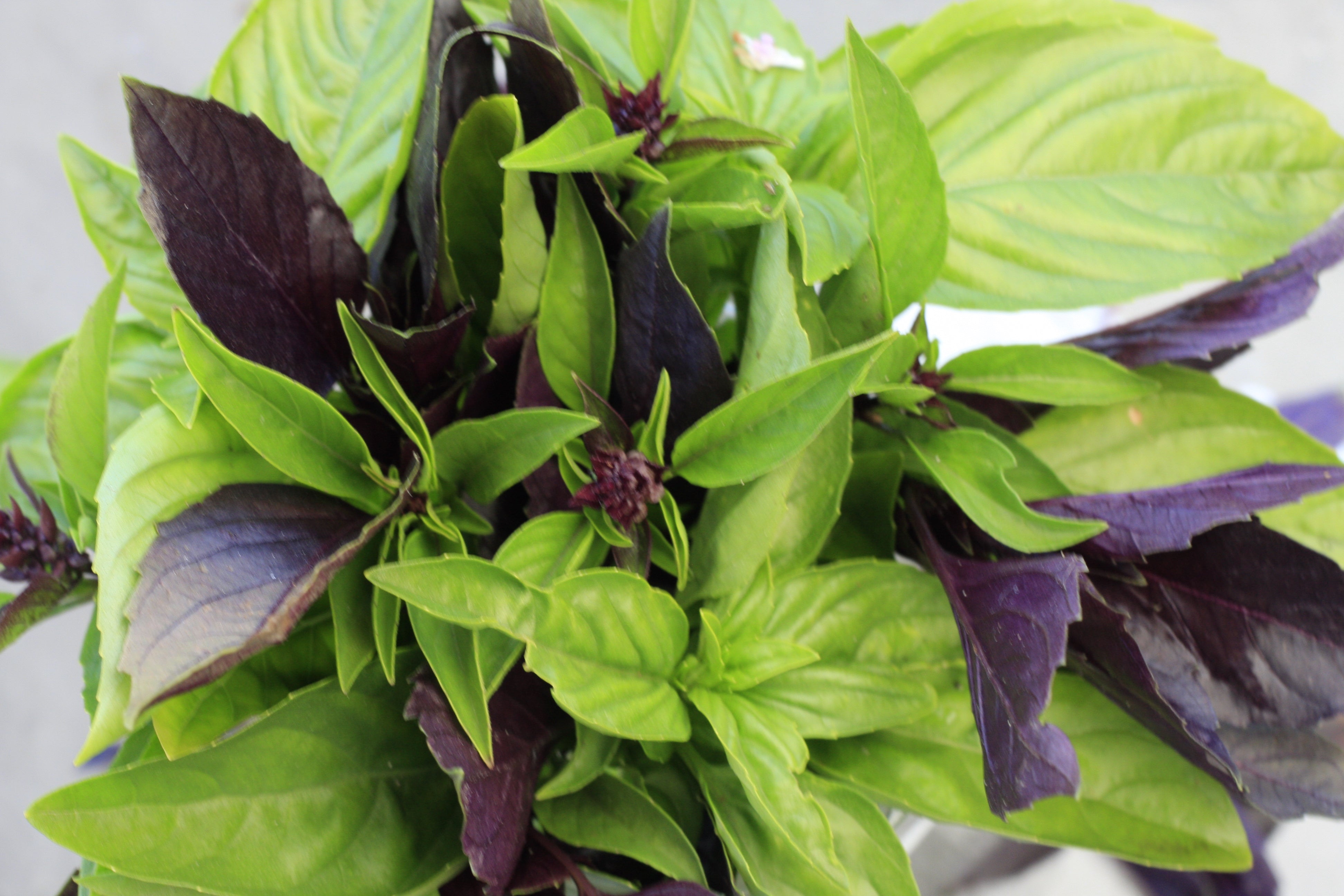 Basil, Smokin' Hot Mix – Snake River Seed Cooperative