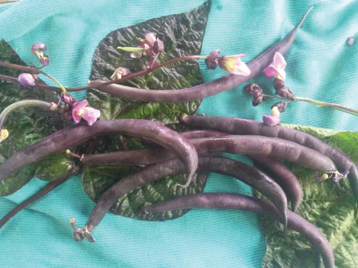 Bean, Royal Burgundy – Snake River Seed Cooperative