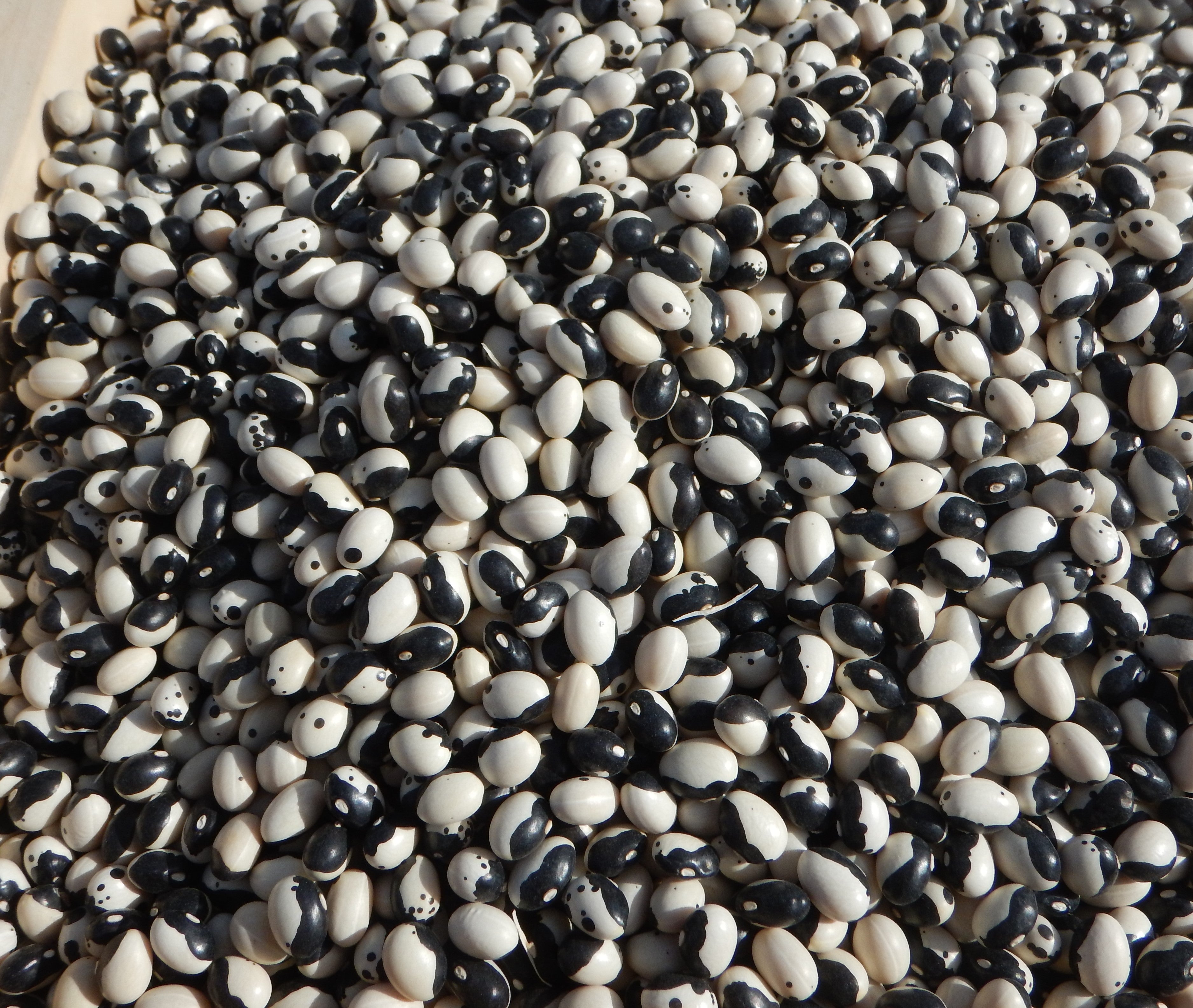 Bean, Calypso – Snake River Seed Cooperative