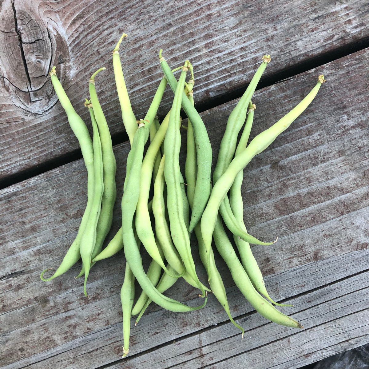 Bean, Maxibel Haricot Vert – Snake River Seed Cooperative