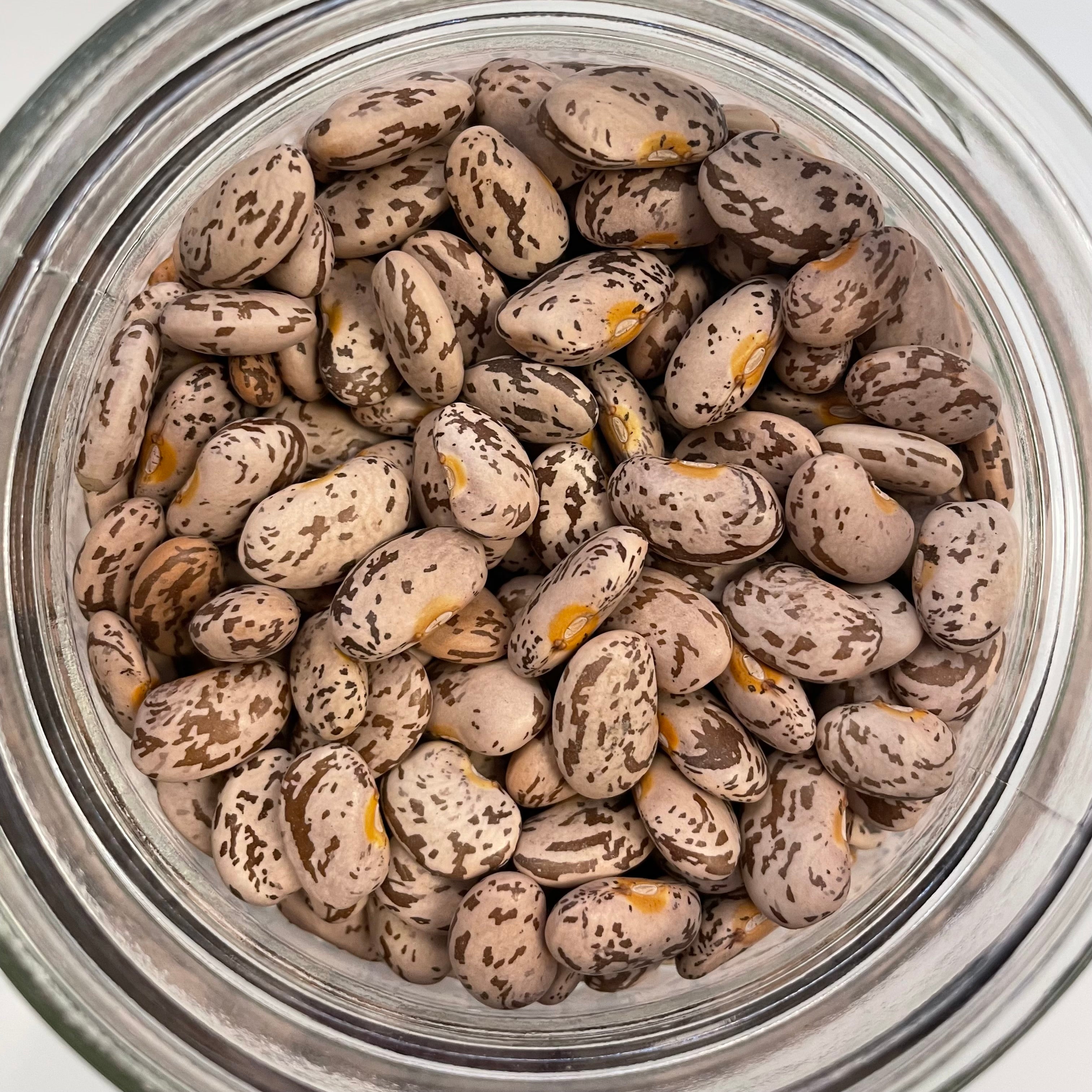 Bean, Quincy Pinto – Snake River Seed Cooperative