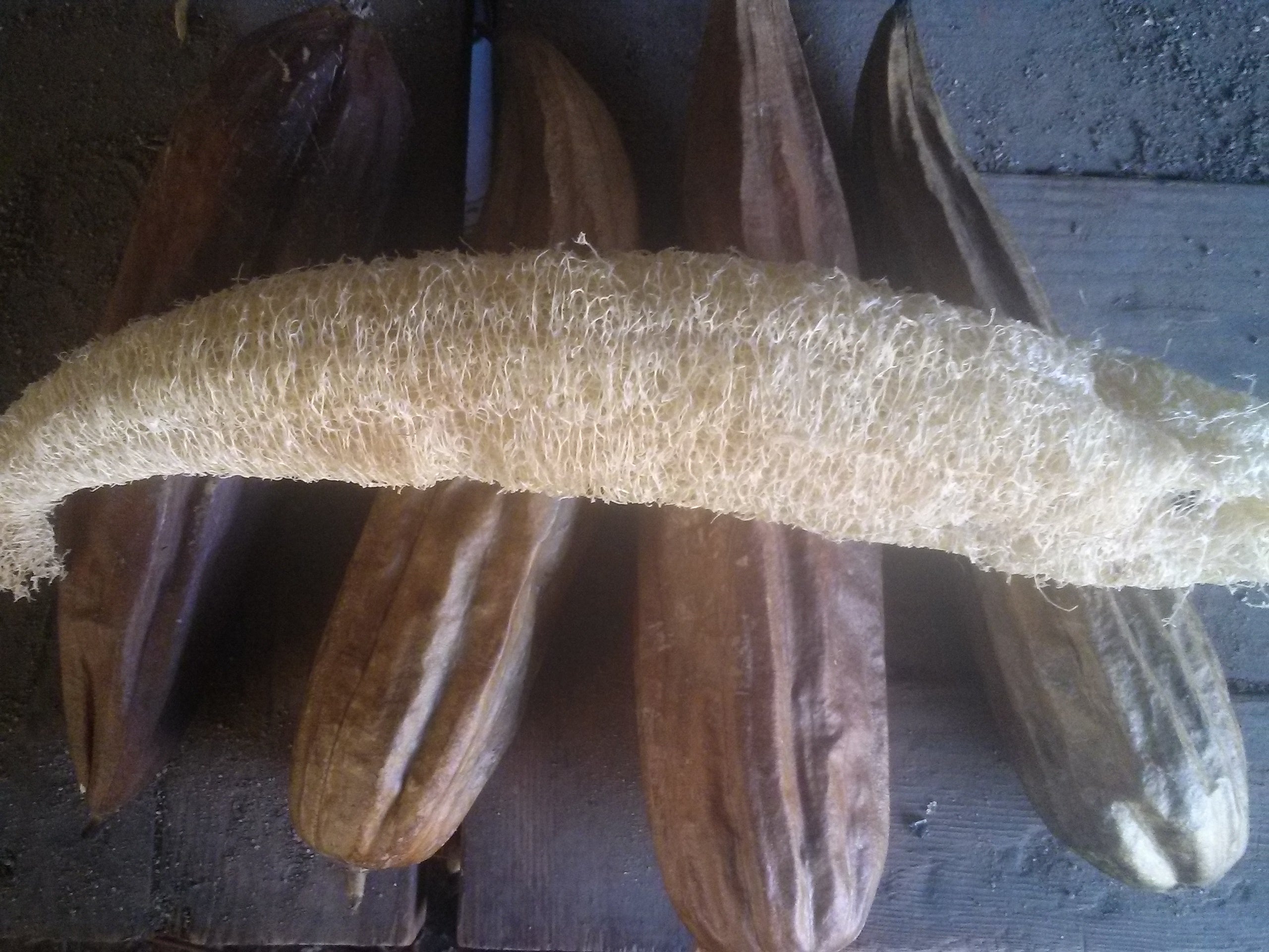 Gourd, Luffa – Snake River Seed Cooperative