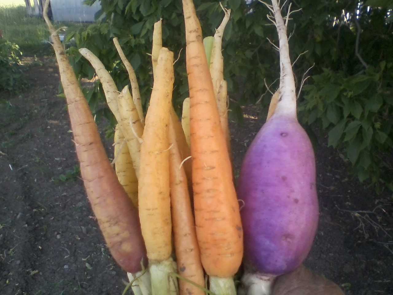 Carrot, Lofthouse – Snake River Seed Cooperative