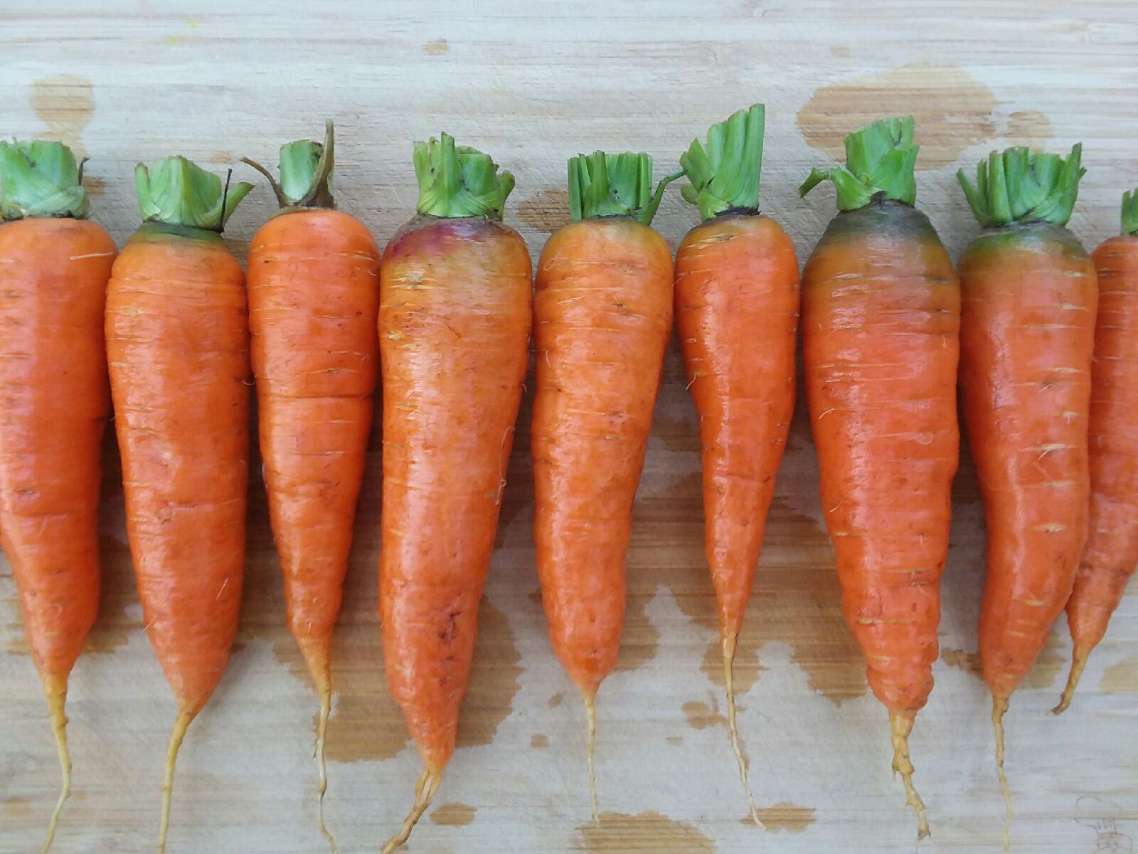 Carrot, Red Core Chantenay – Snake River Seed Cooperative