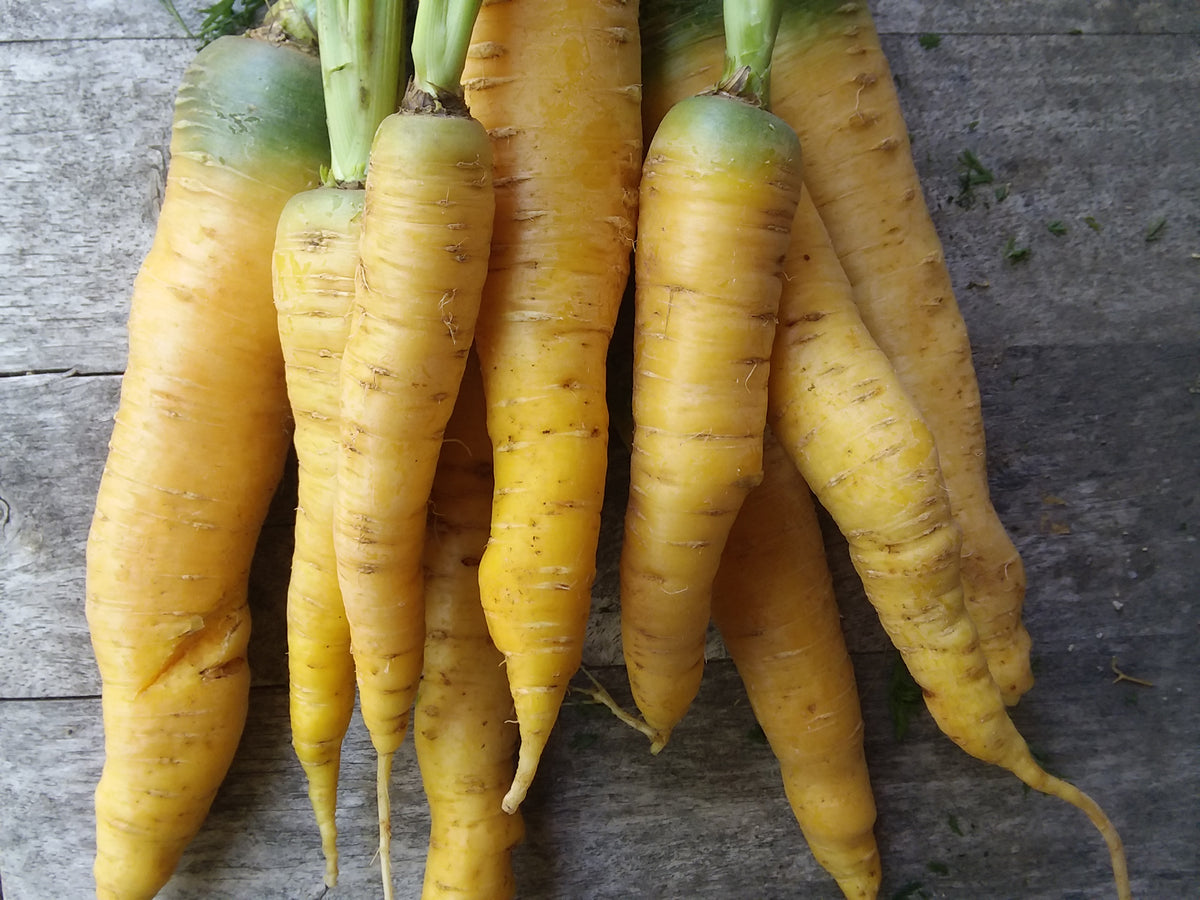 Carrot, Yellowstone – Snake River Seed Cooperative