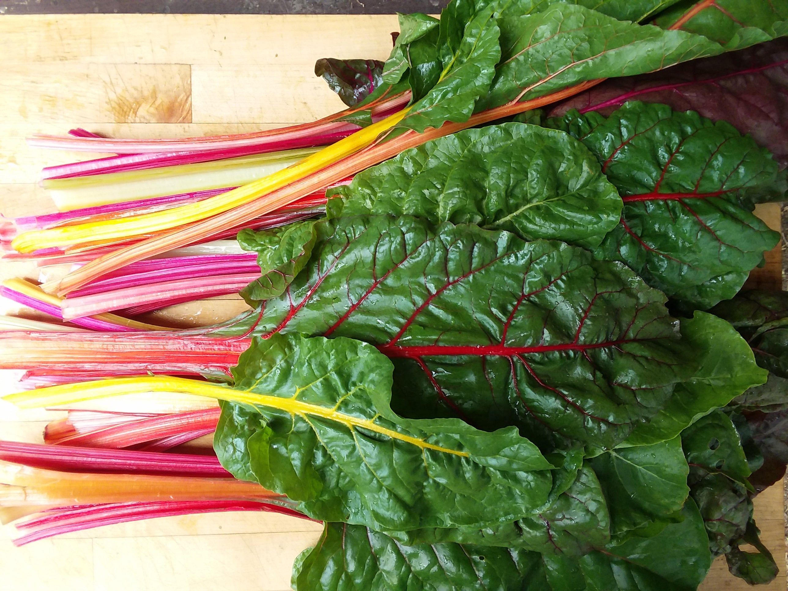 Chard, Rainbow – Snake River Seed Cooperative