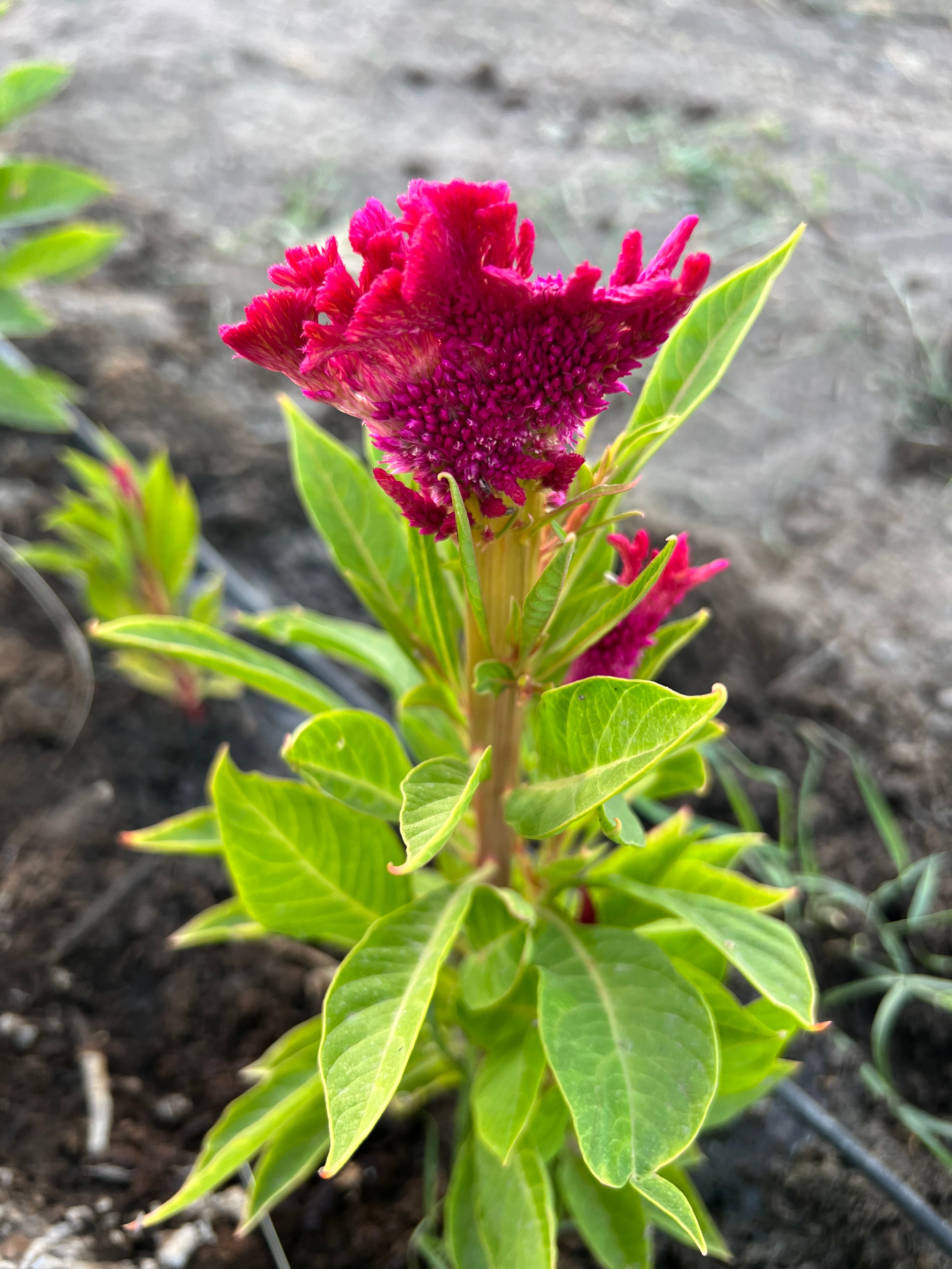 Cockscomb, Amish – Snake River Seed Cooperative